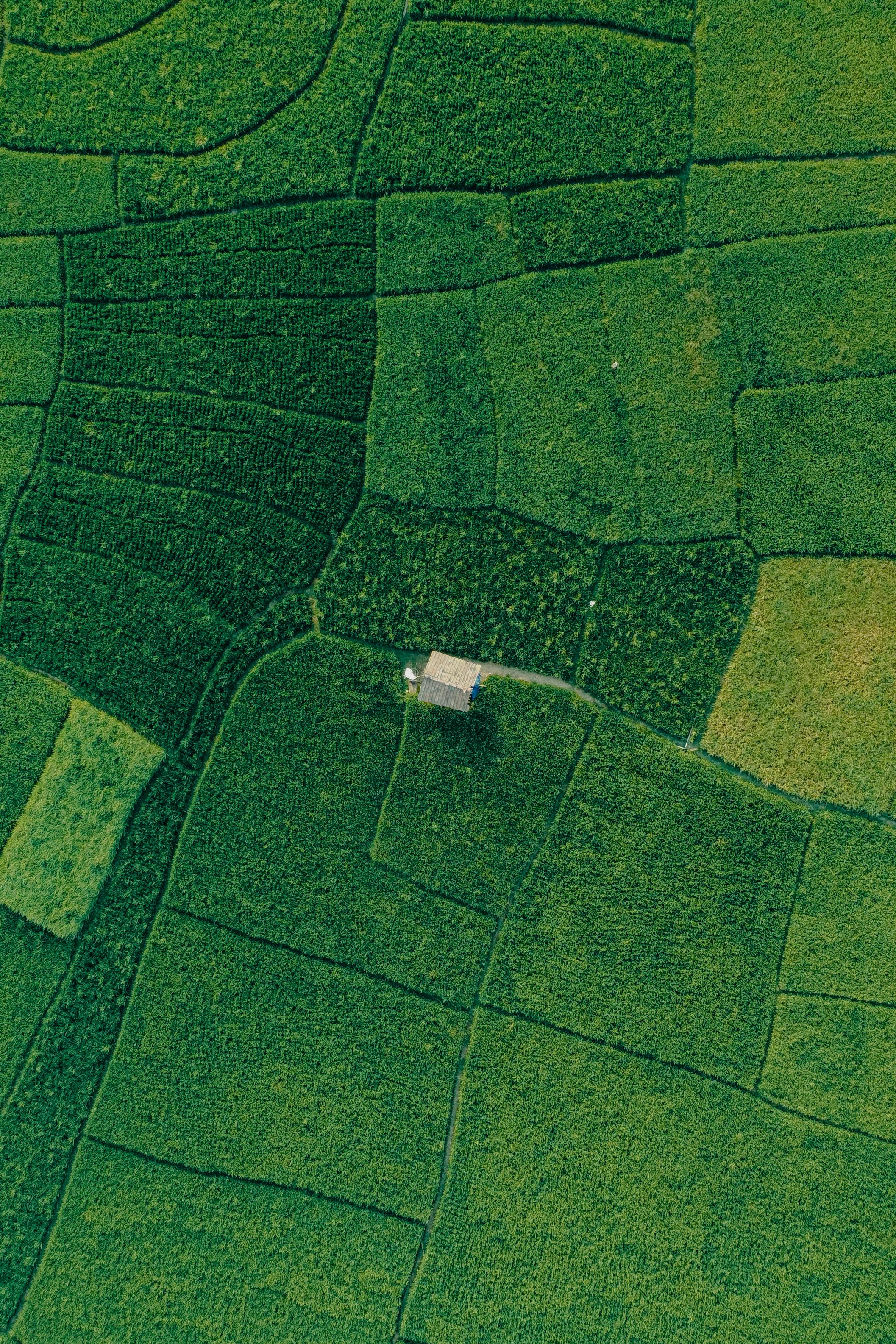Aerial View of Lush Green Rice Fields in Indonesia · Free Stock Photo