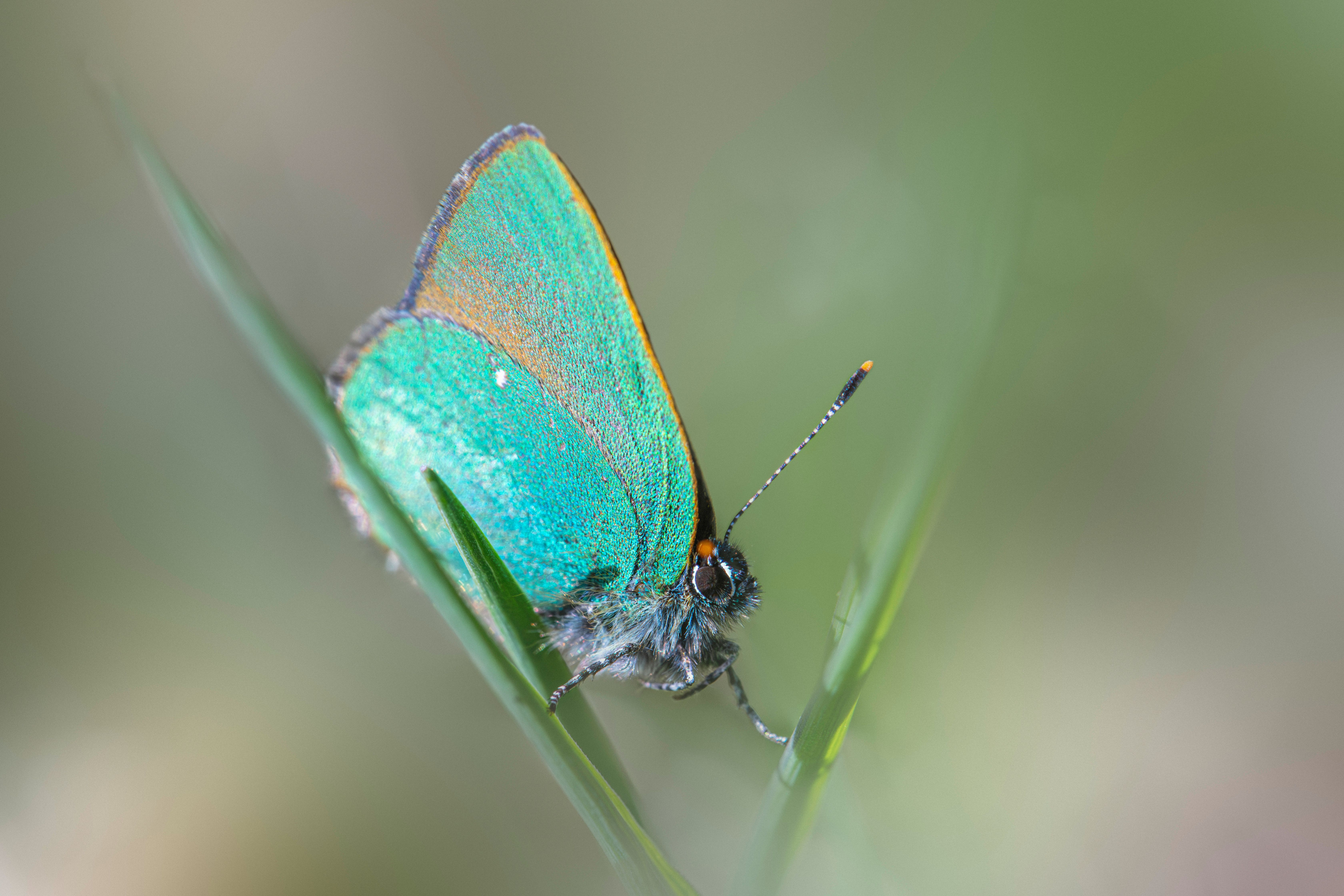 Primer Plano De Una Mariposa Verde En La Naturaleza · Foto de stock ...