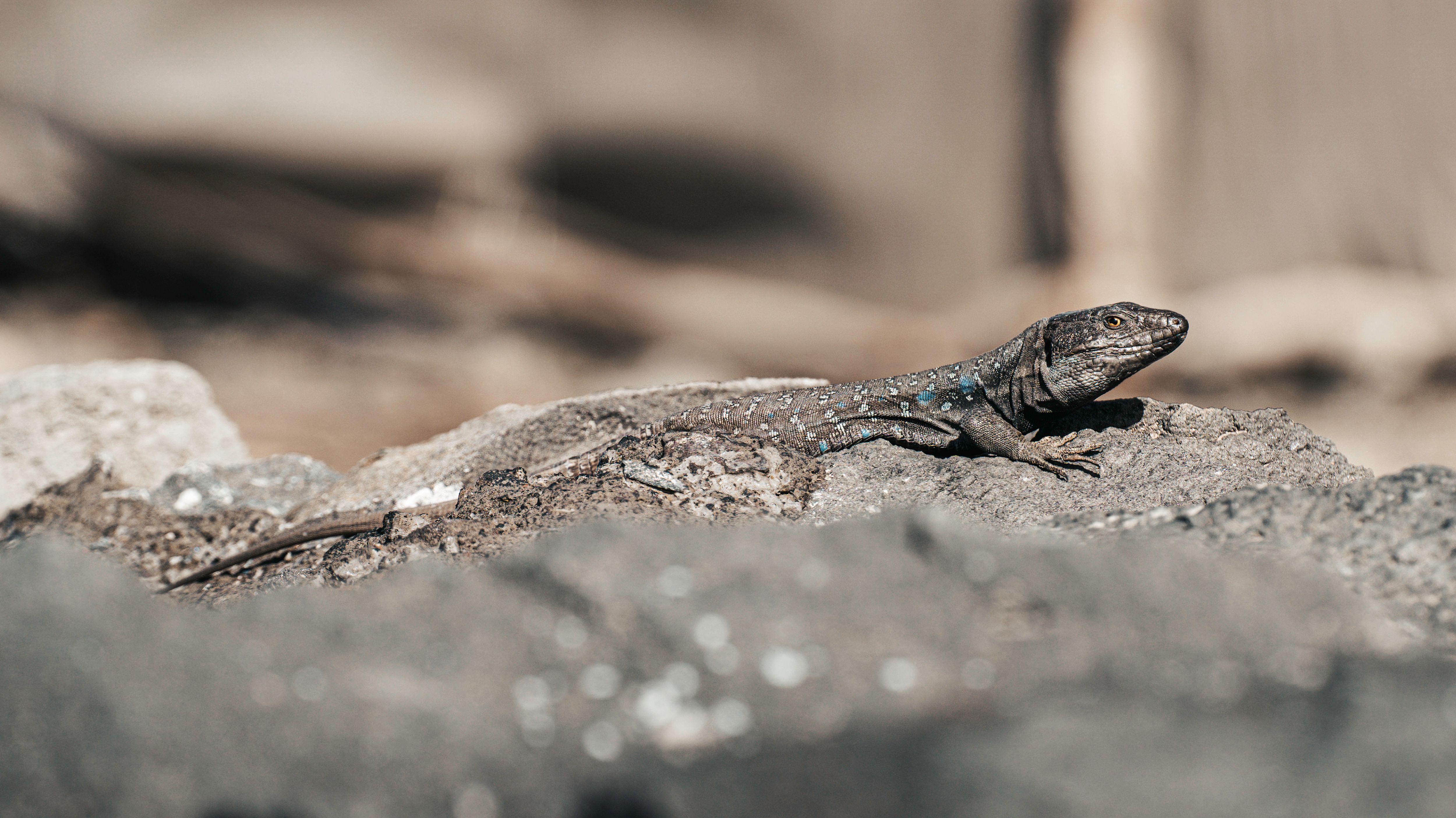Lizard Resting on Sunlit Rock in Wild Habitat · Free Stock Photo