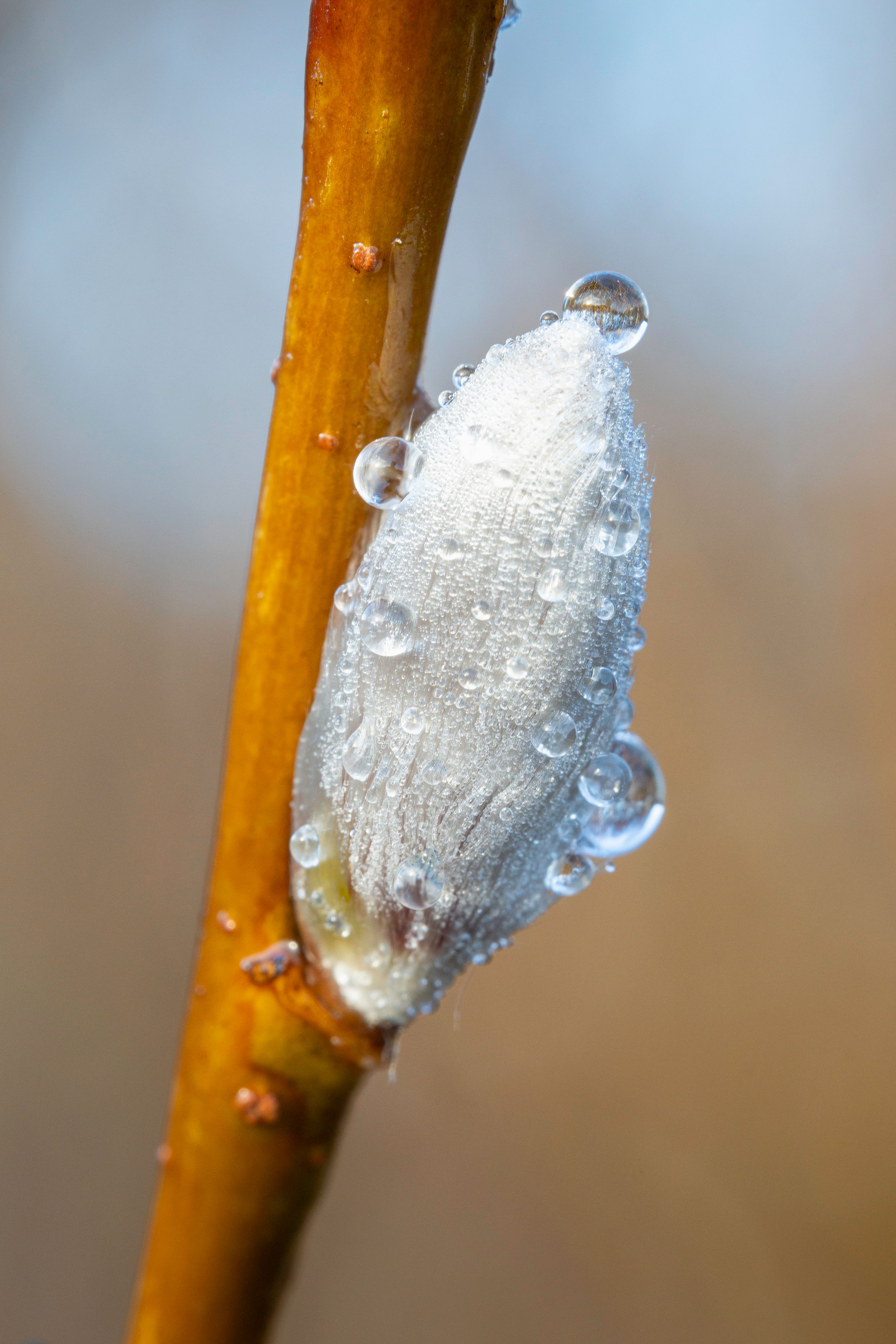 Close-Up of Dew-Covered Willow Bud in Early Spring · Free Stock Photo