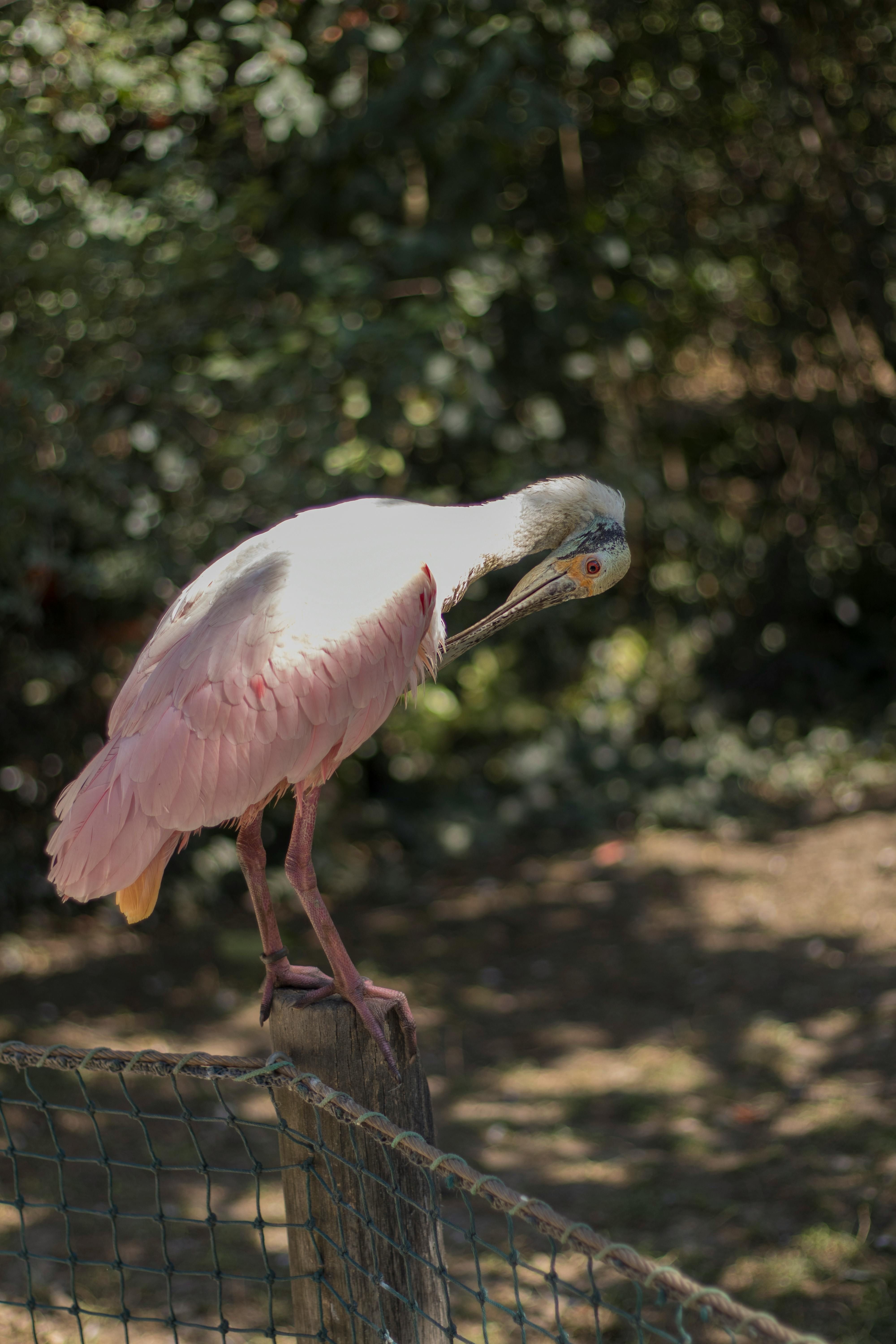 Pink Roseate Spoonbill Perched on Fence Post Outdoors · Free Stock Photo