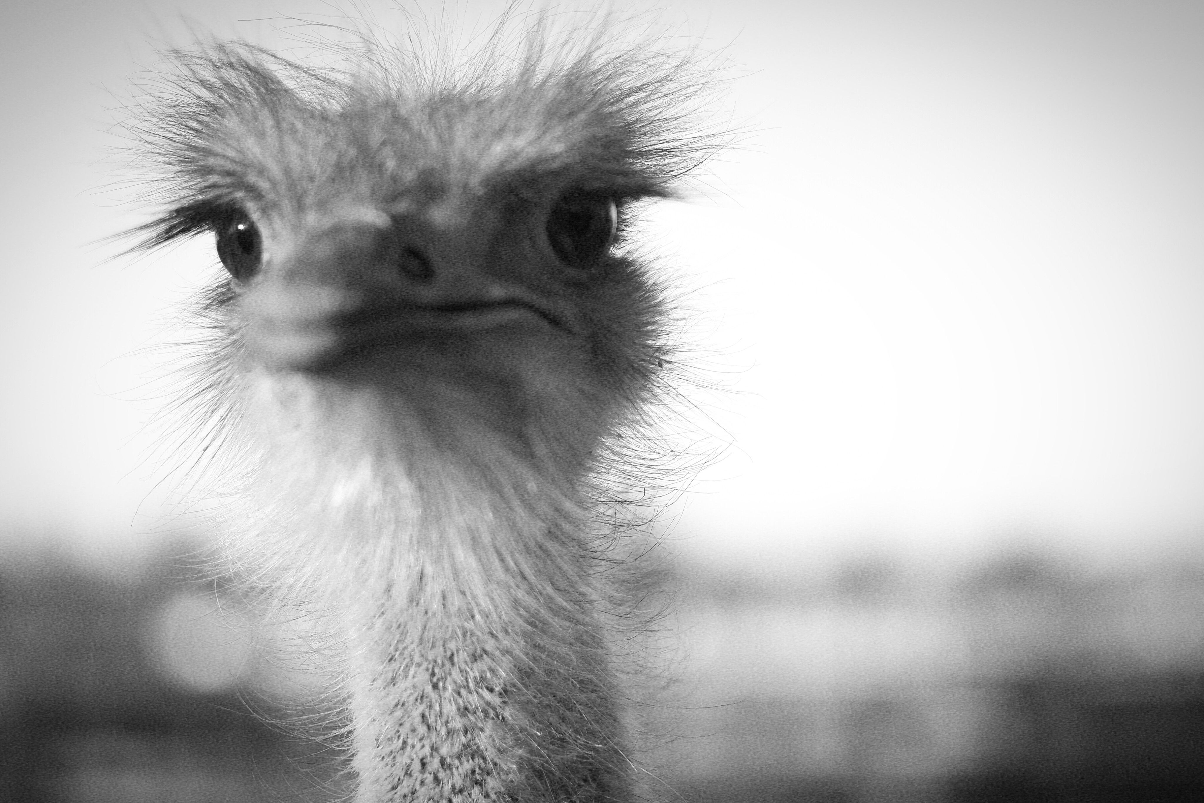 Close-up Black and White Ostrich Portrait · Free Stock Photo