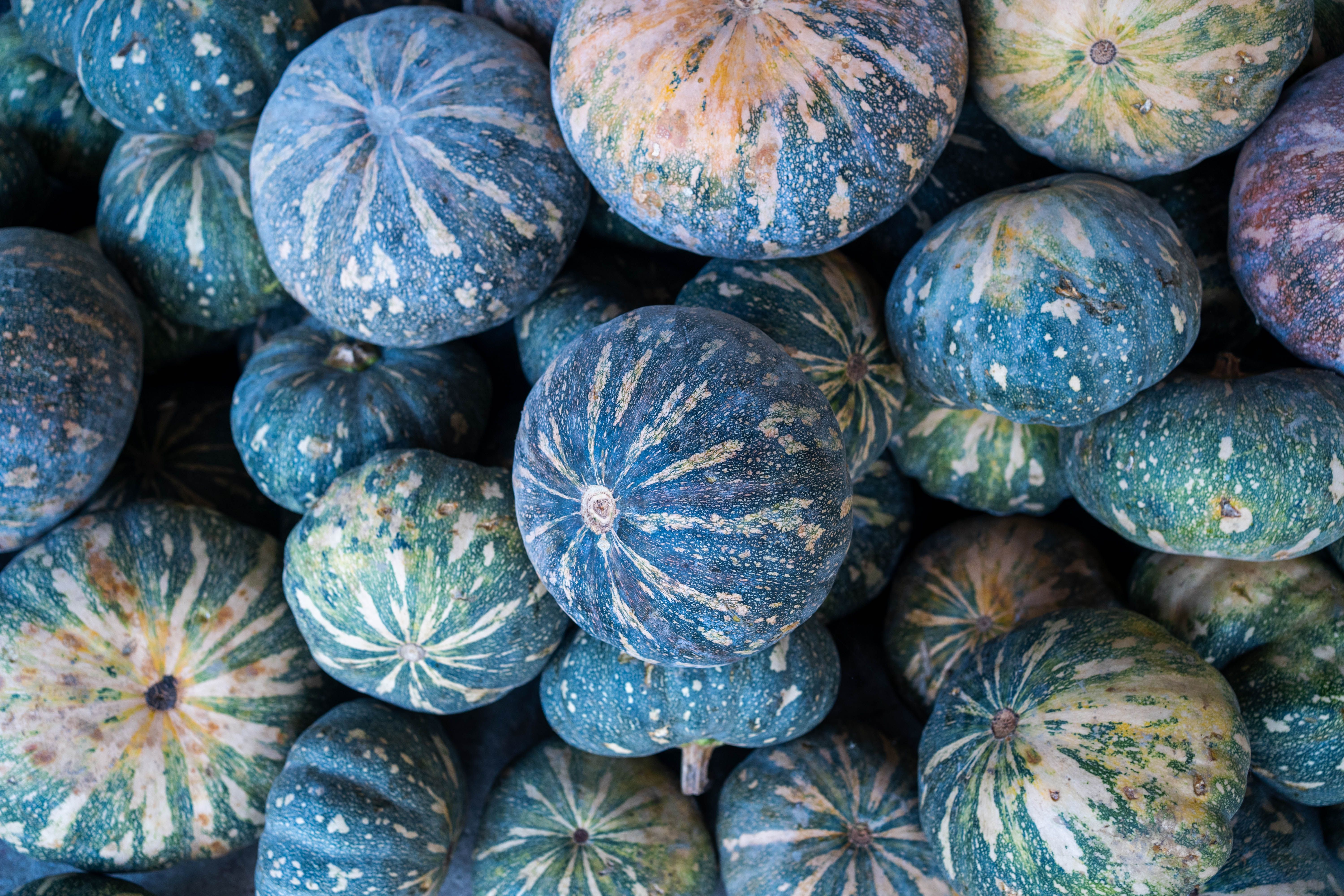 Pumpkins Bland Background Photos, Download The BEST Free Pumpkins Bland ...