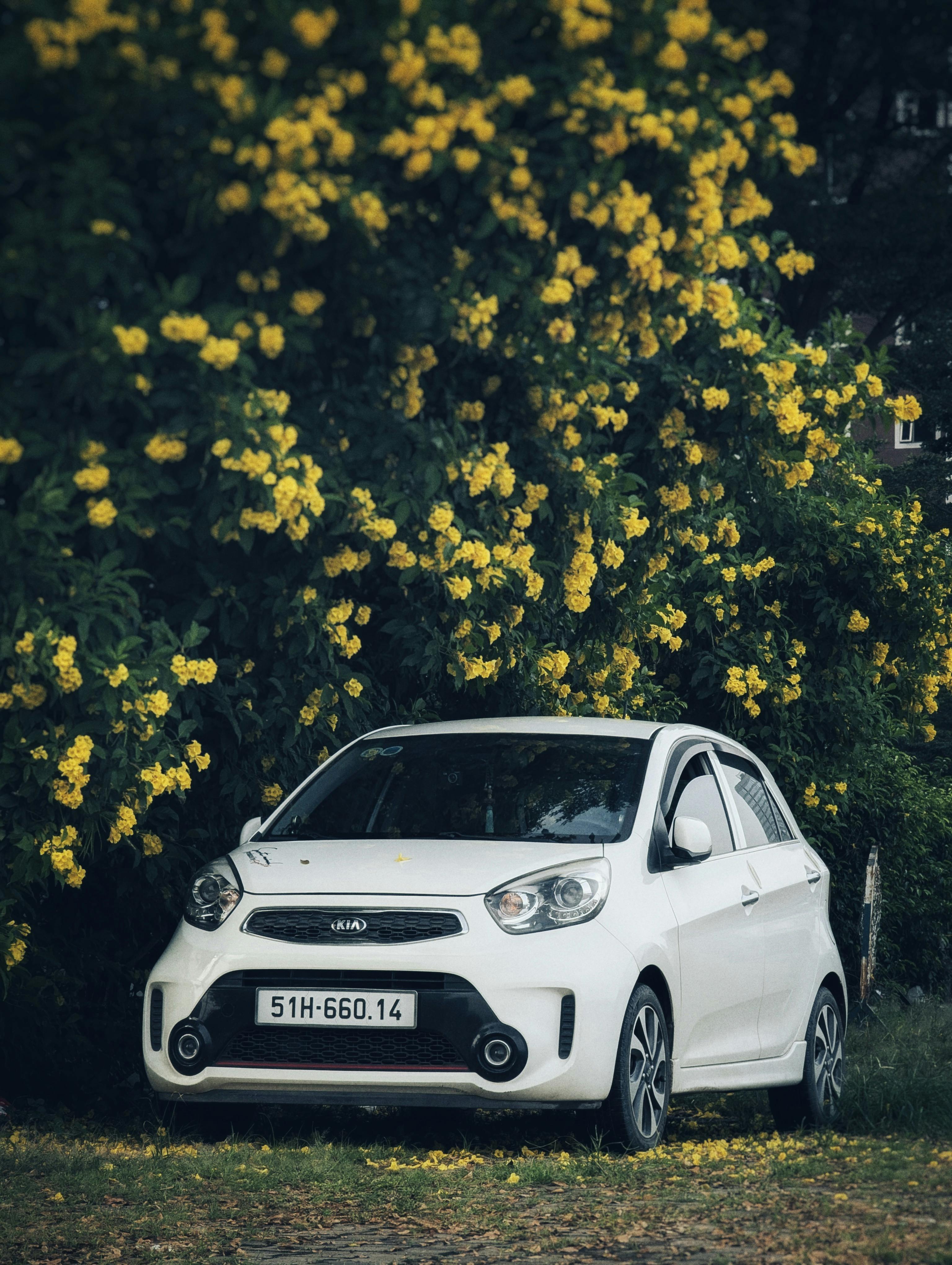 White Compact Car Parked Beside Blooming Yellow Flowers · Free Stock Photo