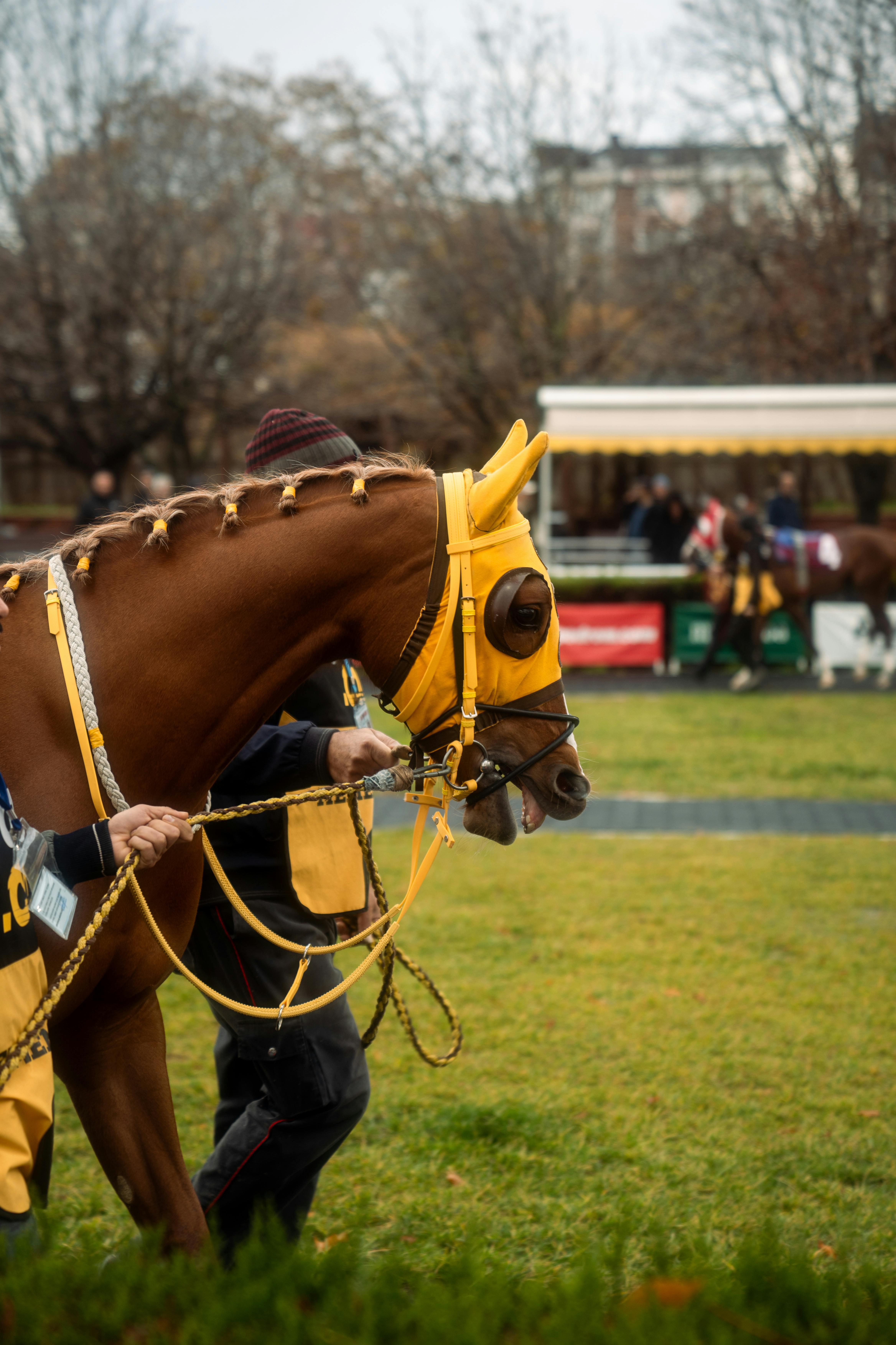 Chestnut Horse in Racing Gear at the Track · Free Stock Photo