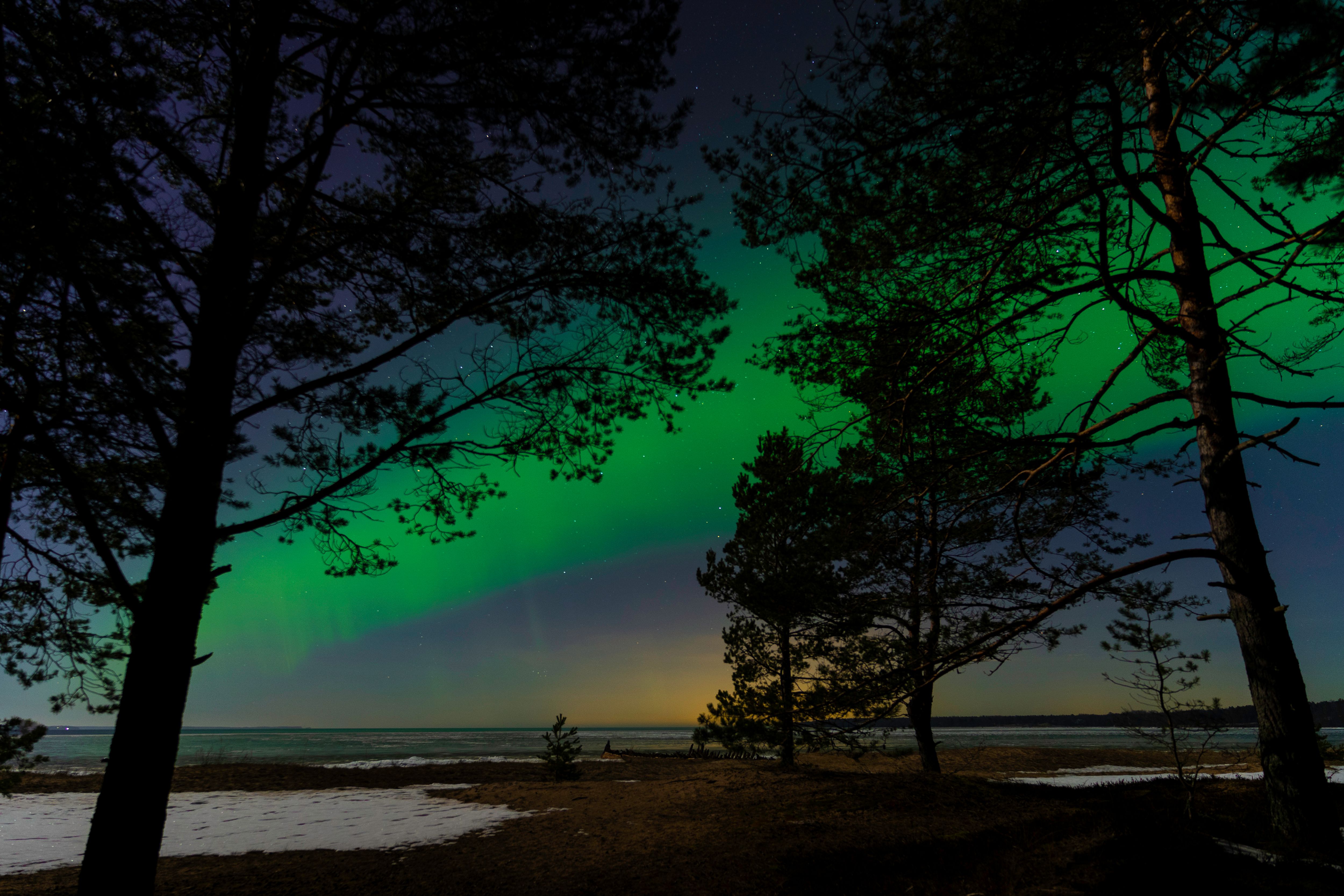 Stunning Northern Lights Over Forest Landscape · Free Stock Photo