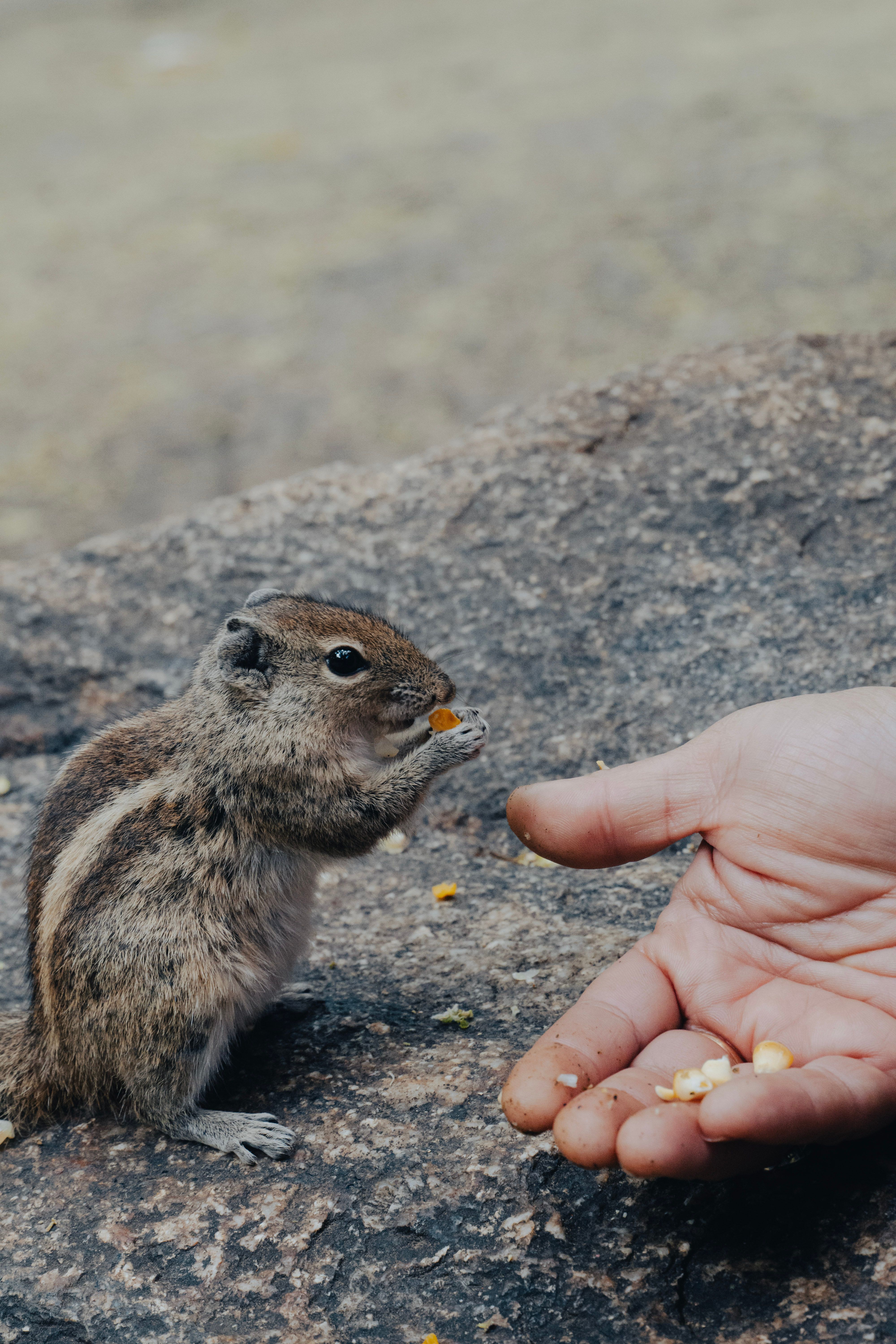 Squirrel Eating from Hand in Indian Park · Free Stock Photo
