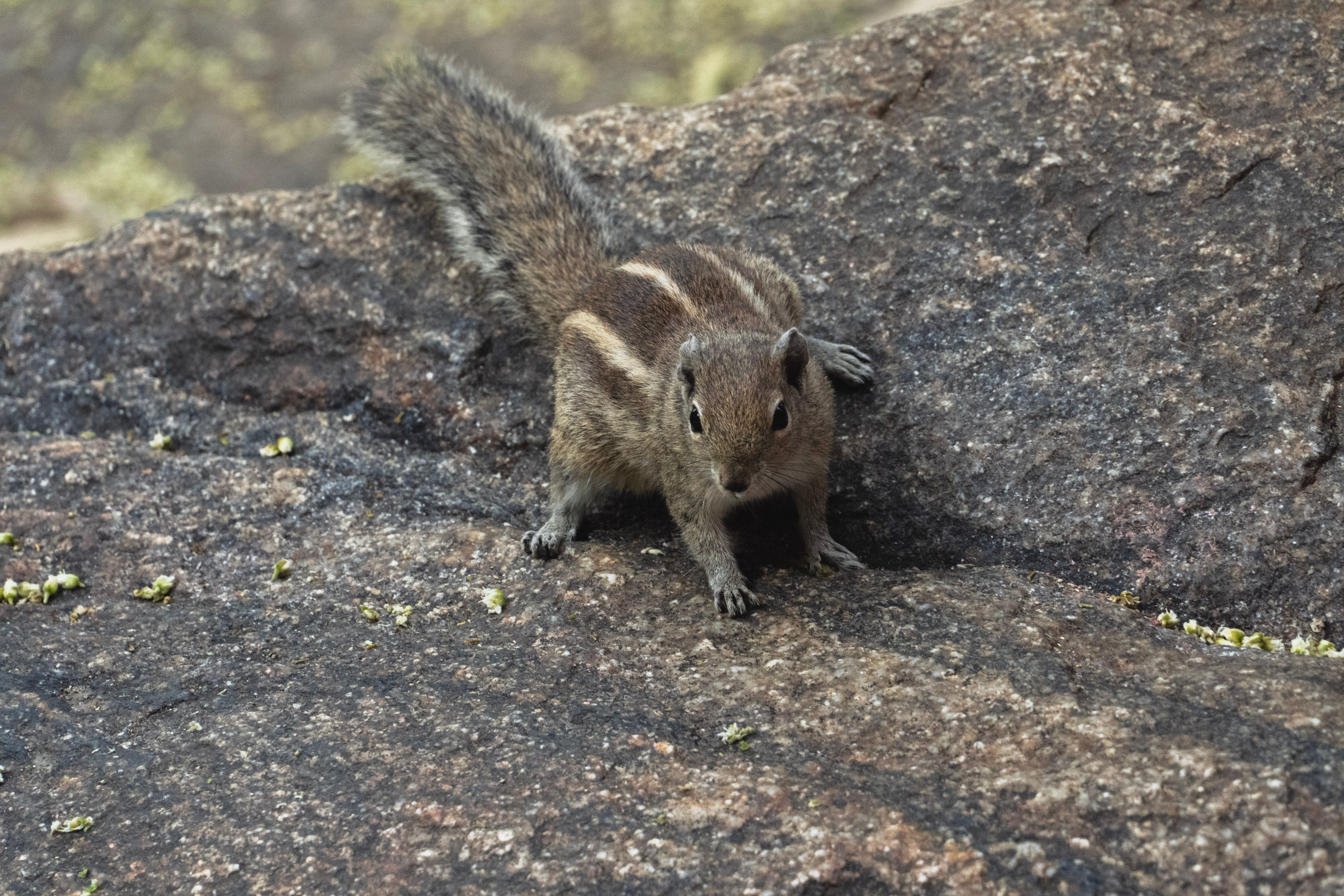 Indian Palm Squirrel on Rock in Natural Habitat · Free Stock Photo