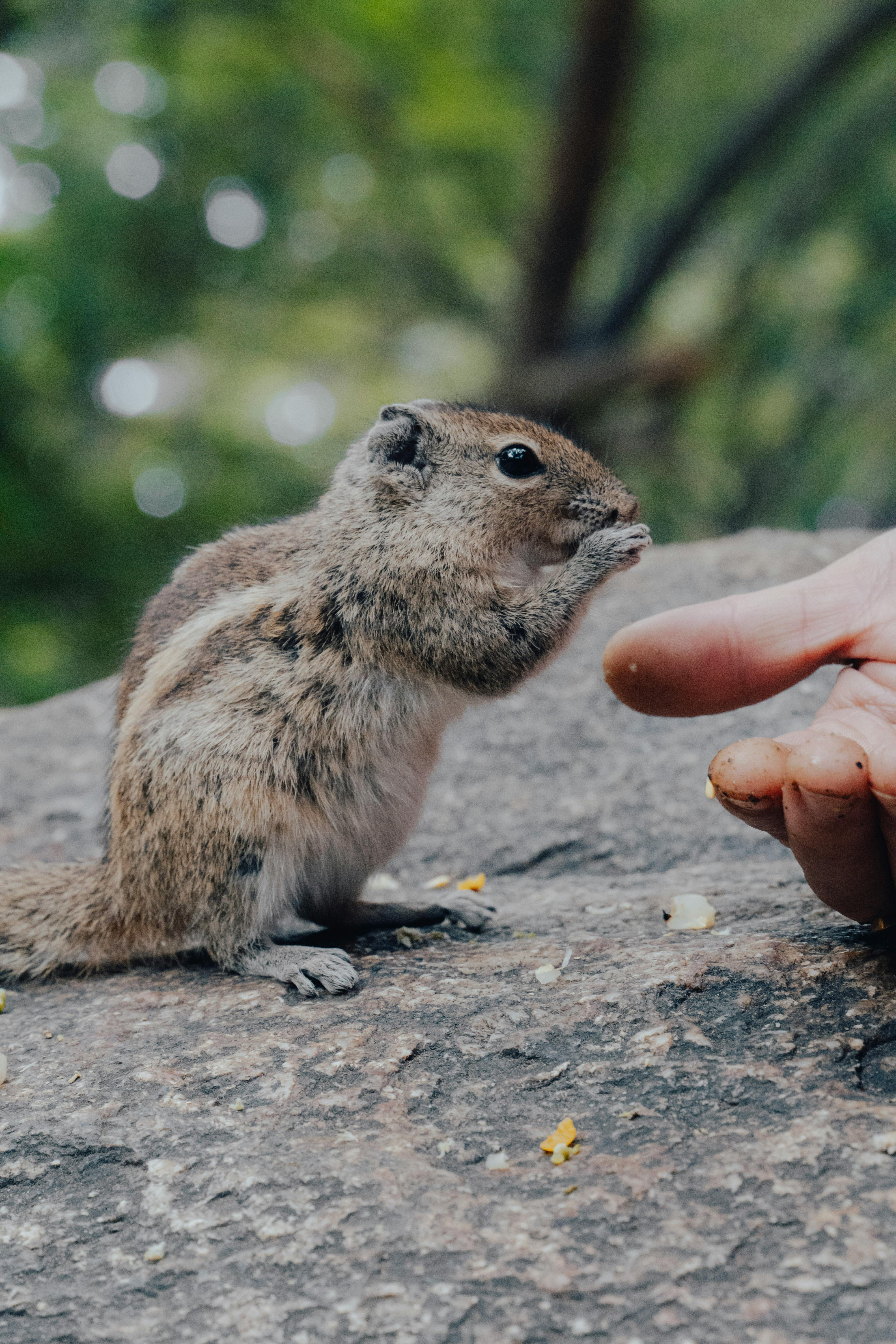 Adorable Squirrel Eating from Human Hand in Nature · Free Stock Photo