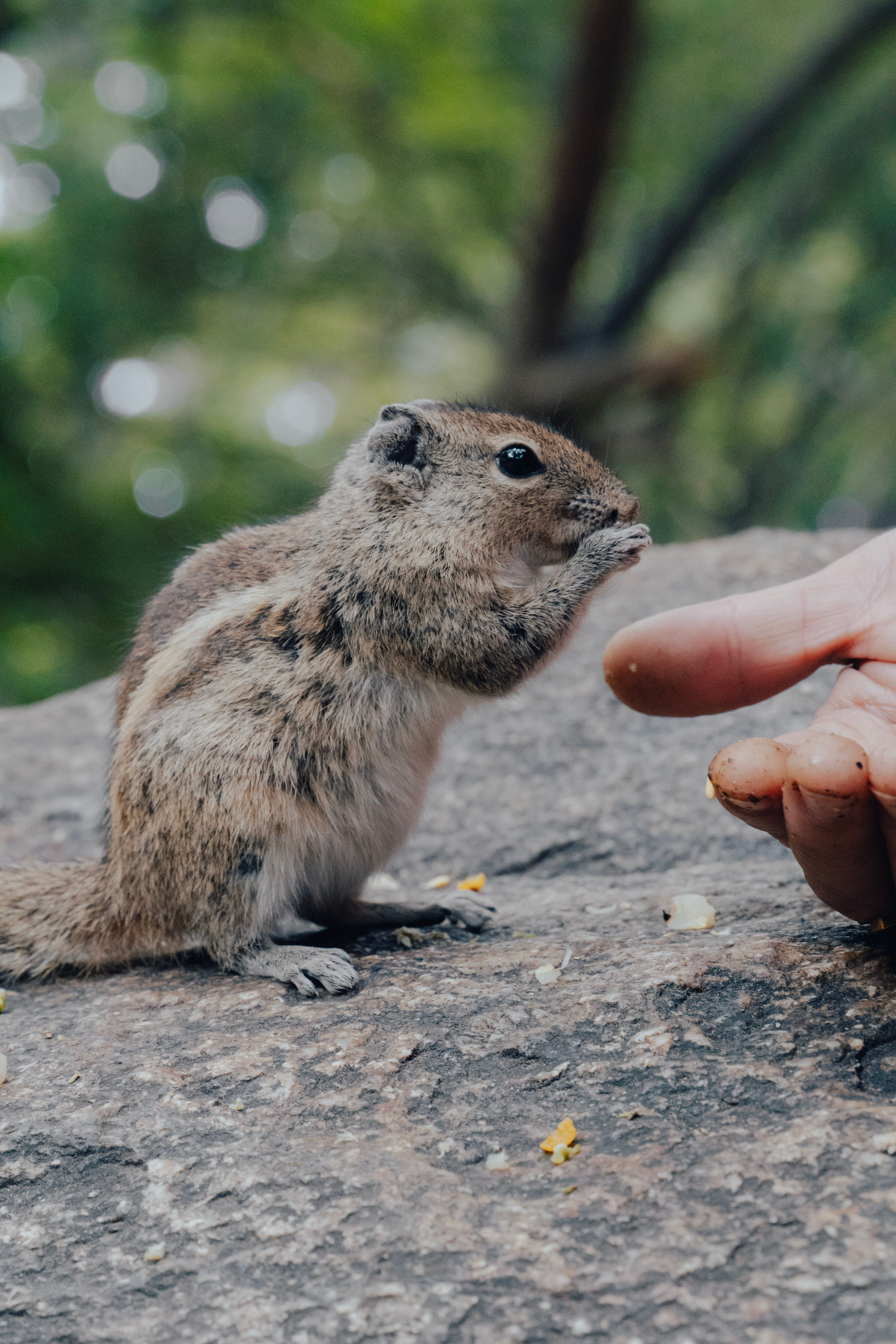 Adorable Squirrel Eating from Human Hand in Nature · Free Stock Photo