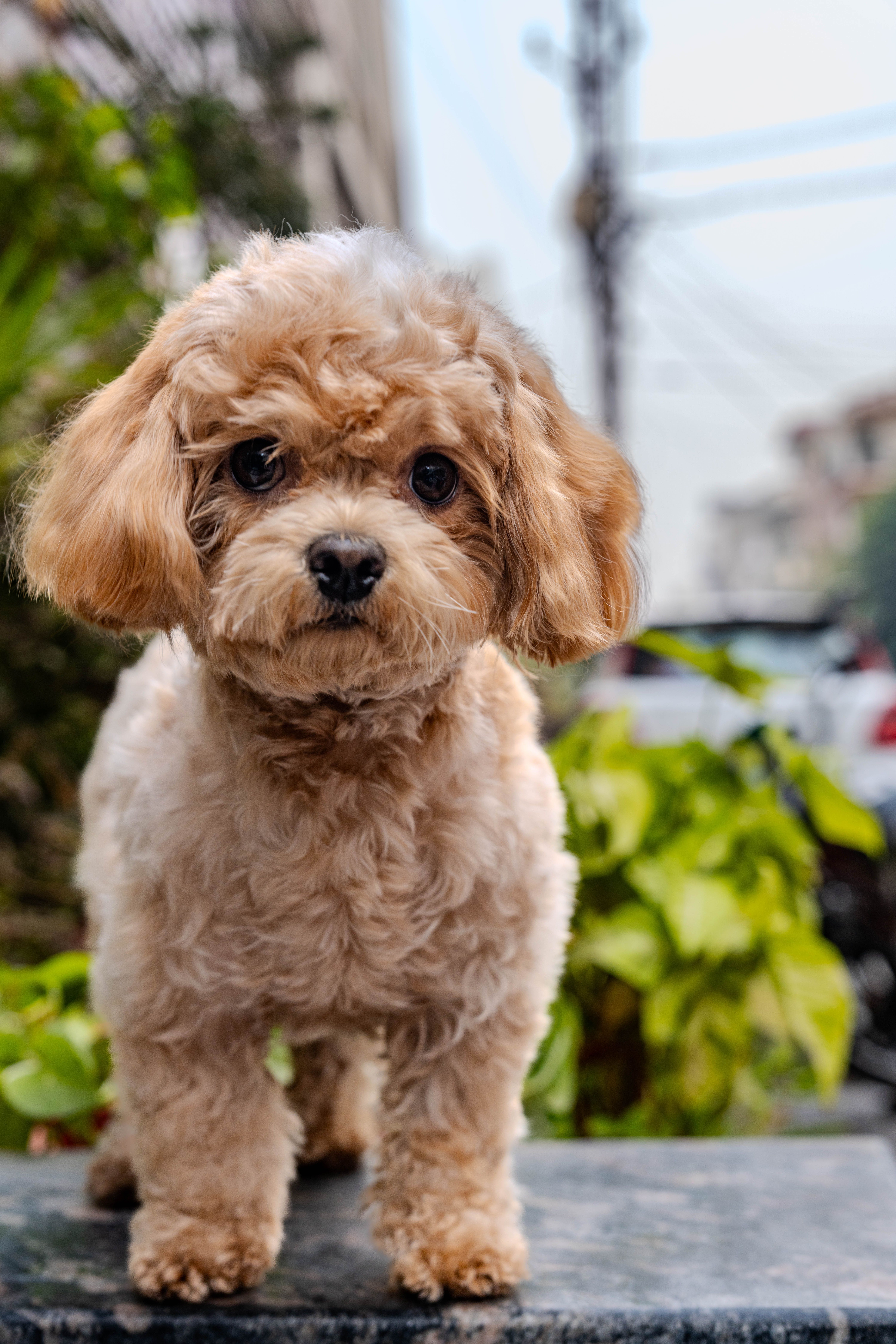 Cute Poodle Puppy in Urban Setting · Free Stock Photo