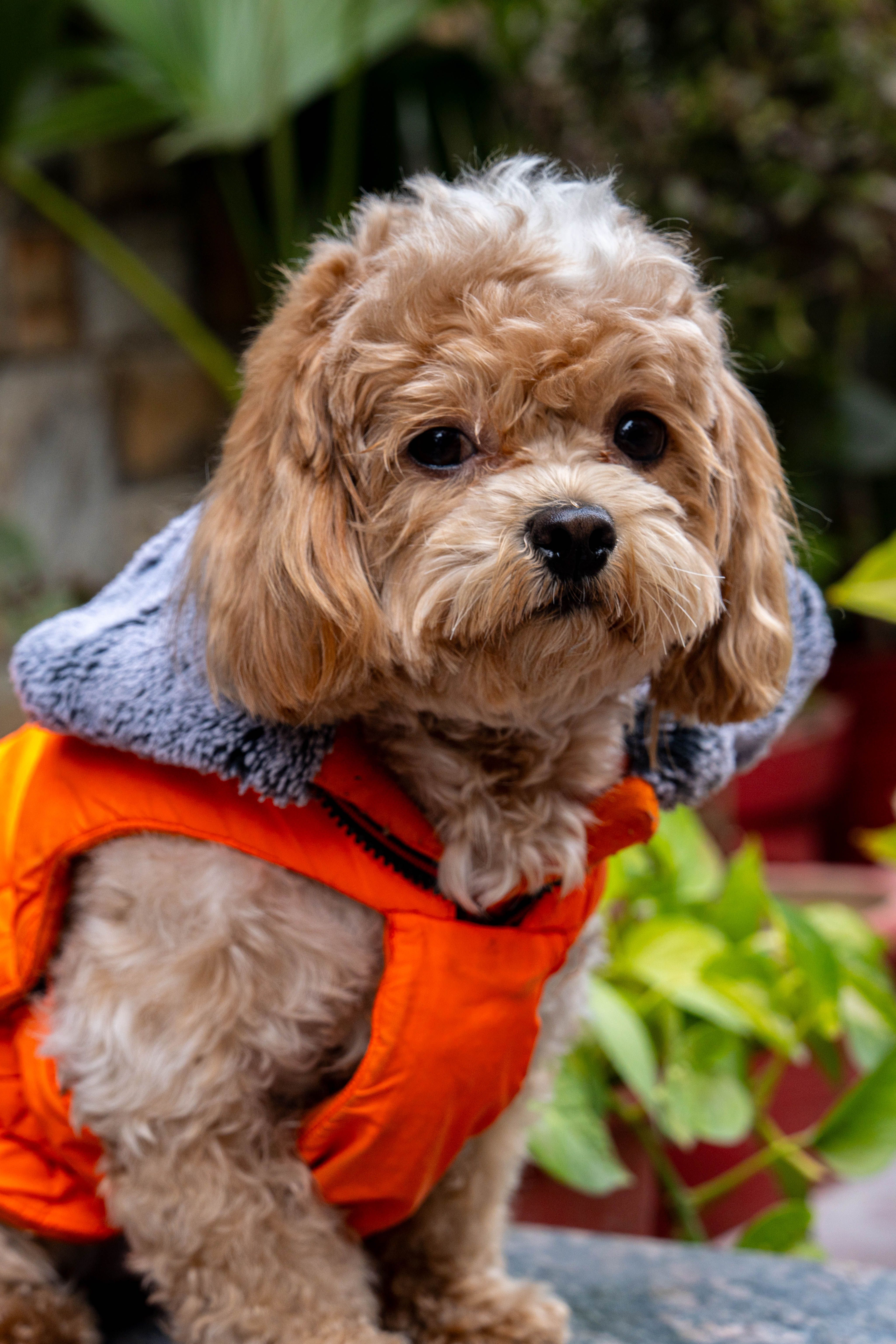 Adorable Dog in Orange Jacket Outdoors · Free Stock Photo