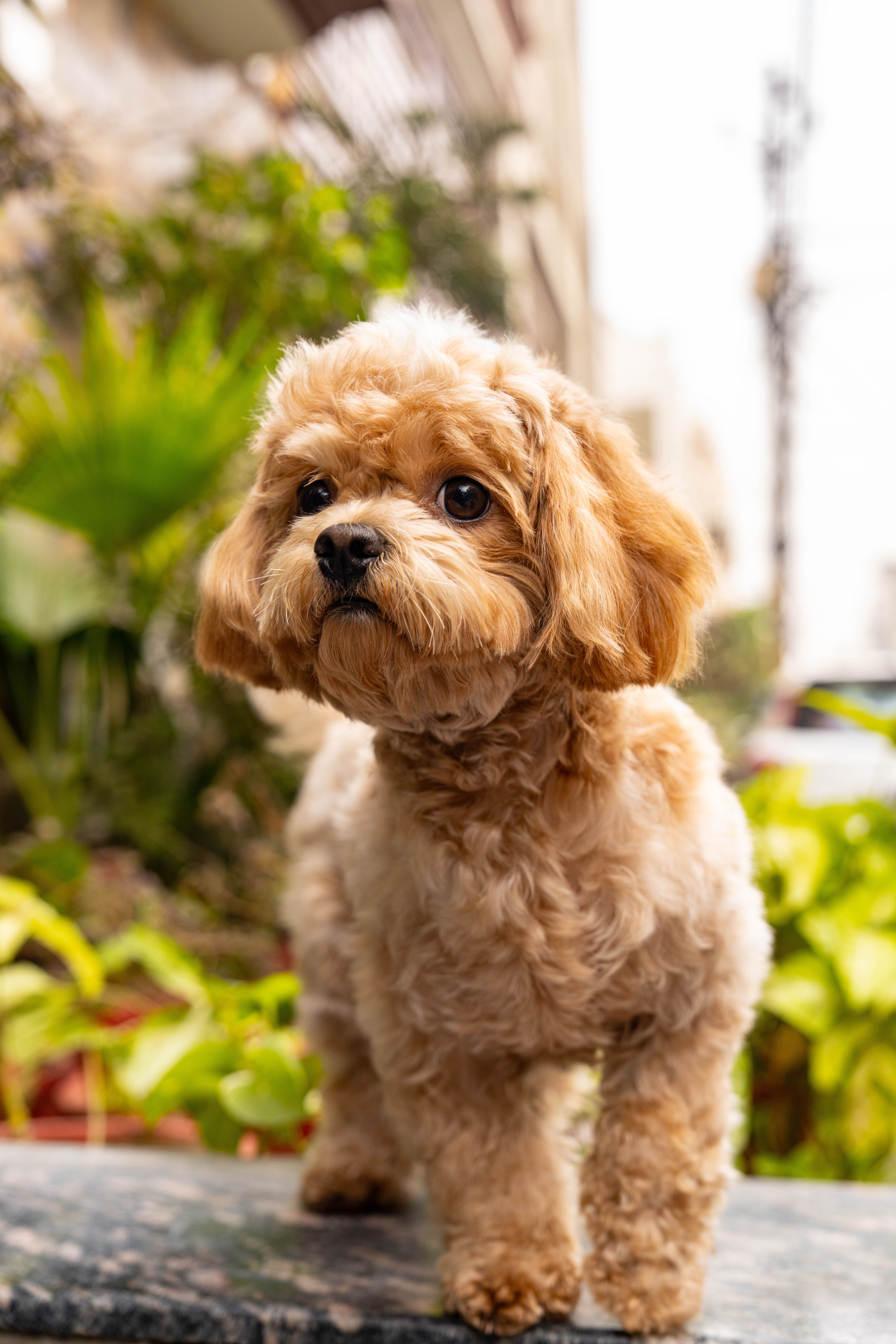 Adorable Toy Poodle on City Street · Free Stock Photo