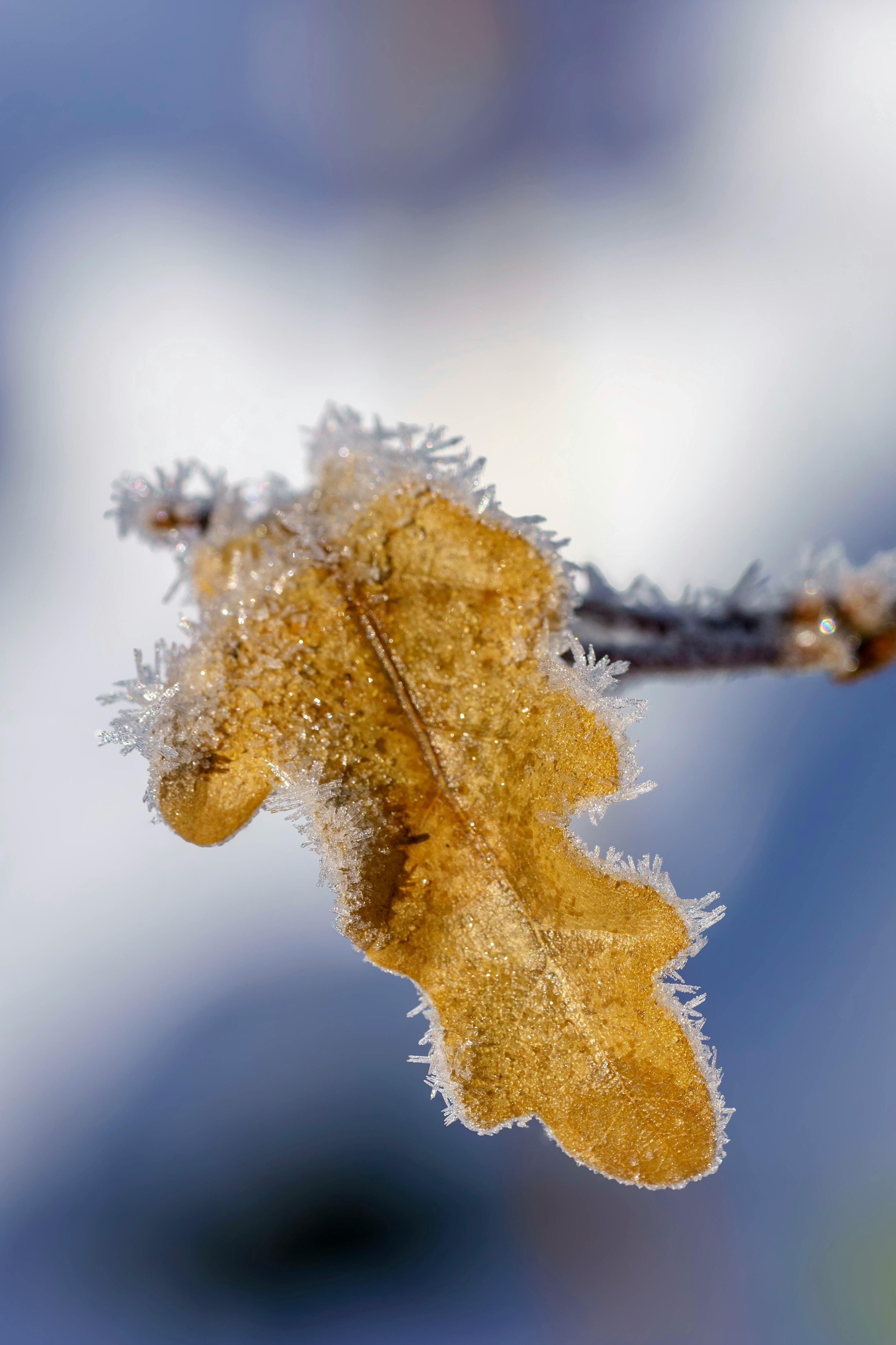 Frozen Oak Leaf with Frost in Close-up · Free Stock Photo