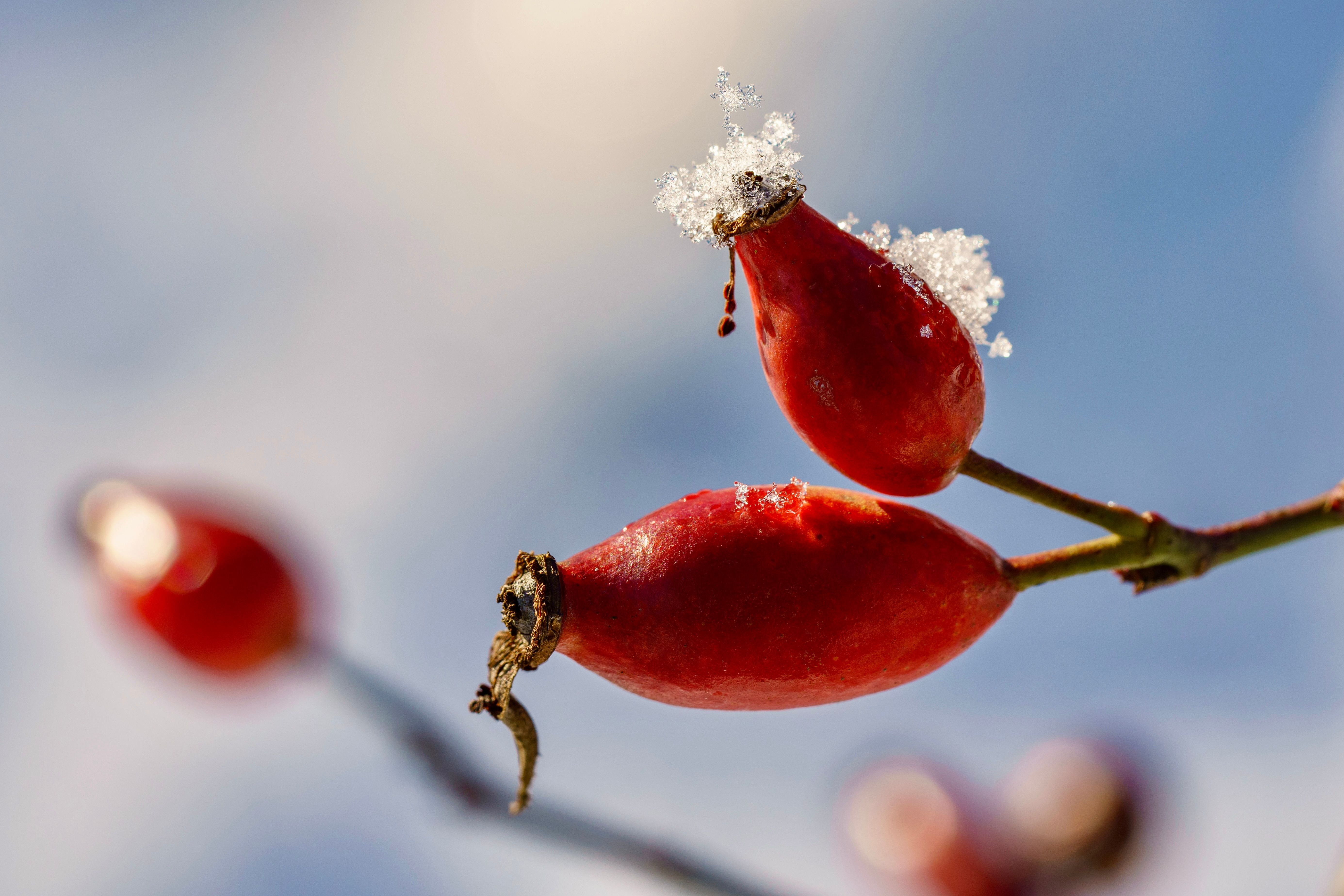Gyumolcs Subtle Zelf Photos, Download The BEST Free Gyumolcs Subtle ...