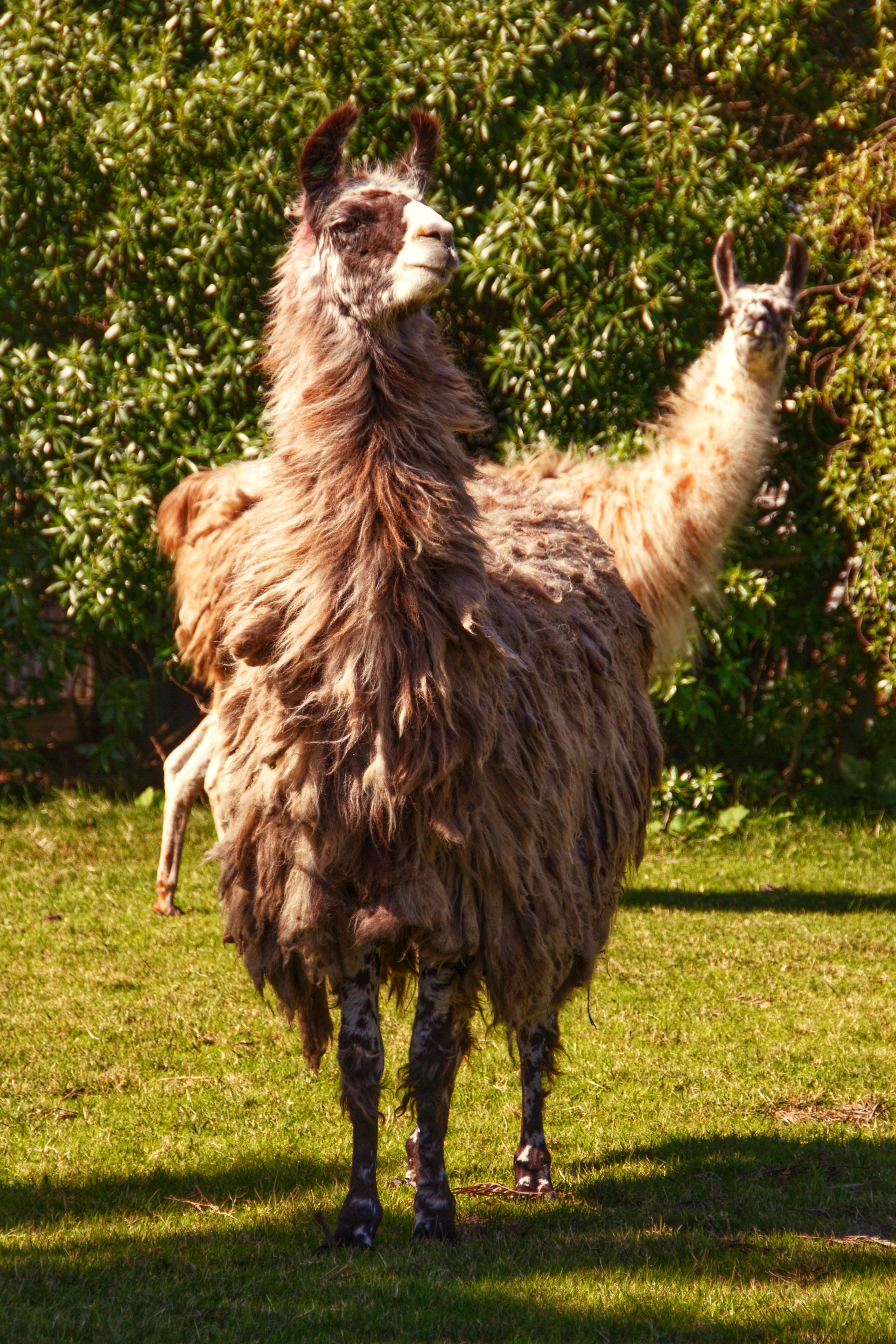 Majestic Llamas Standing on Sunny Green Grass · Free Stock Photo