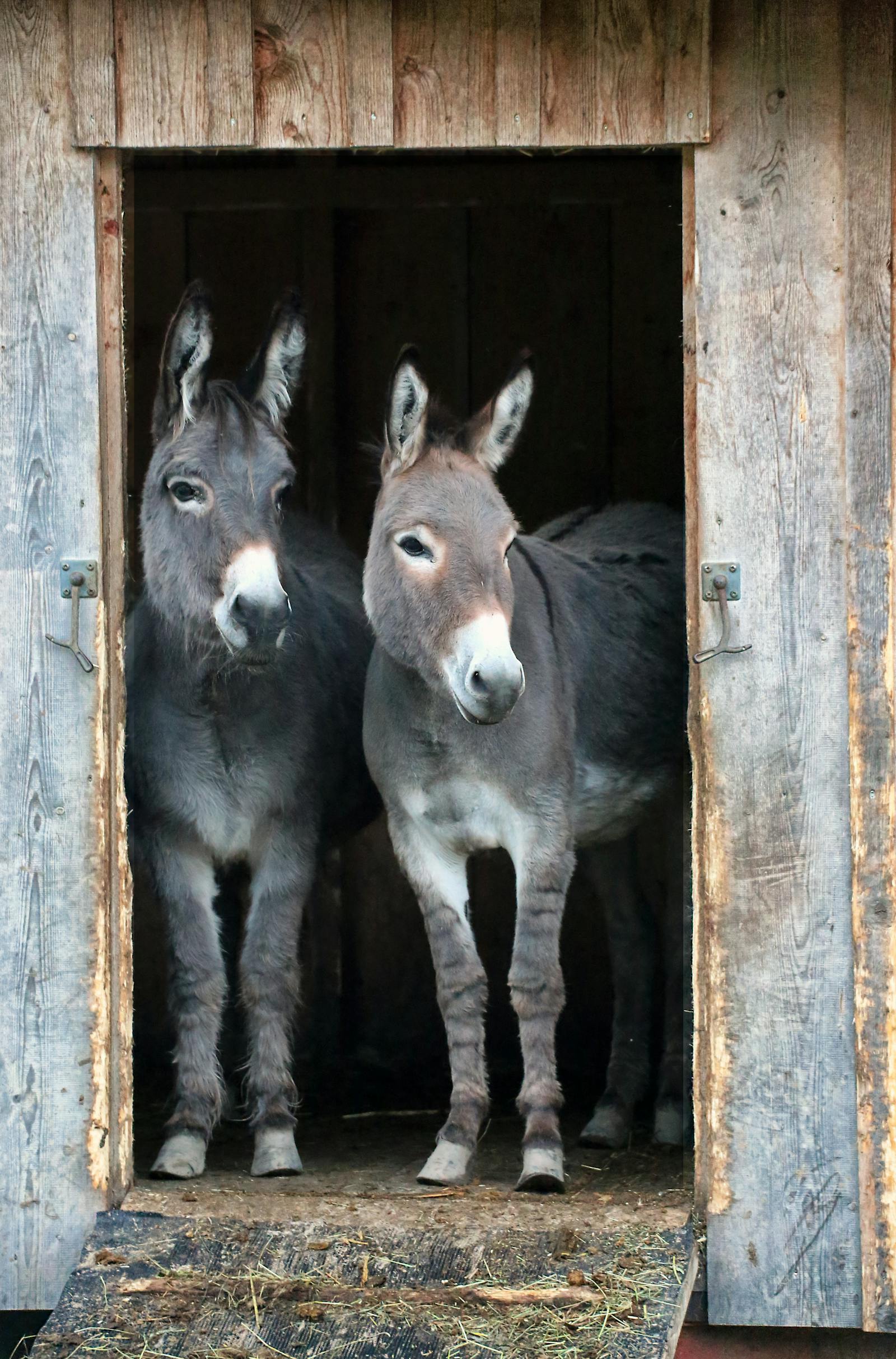 Donkeys Photos, Download The BEST Free Donkeys Stock Photos & HD Images