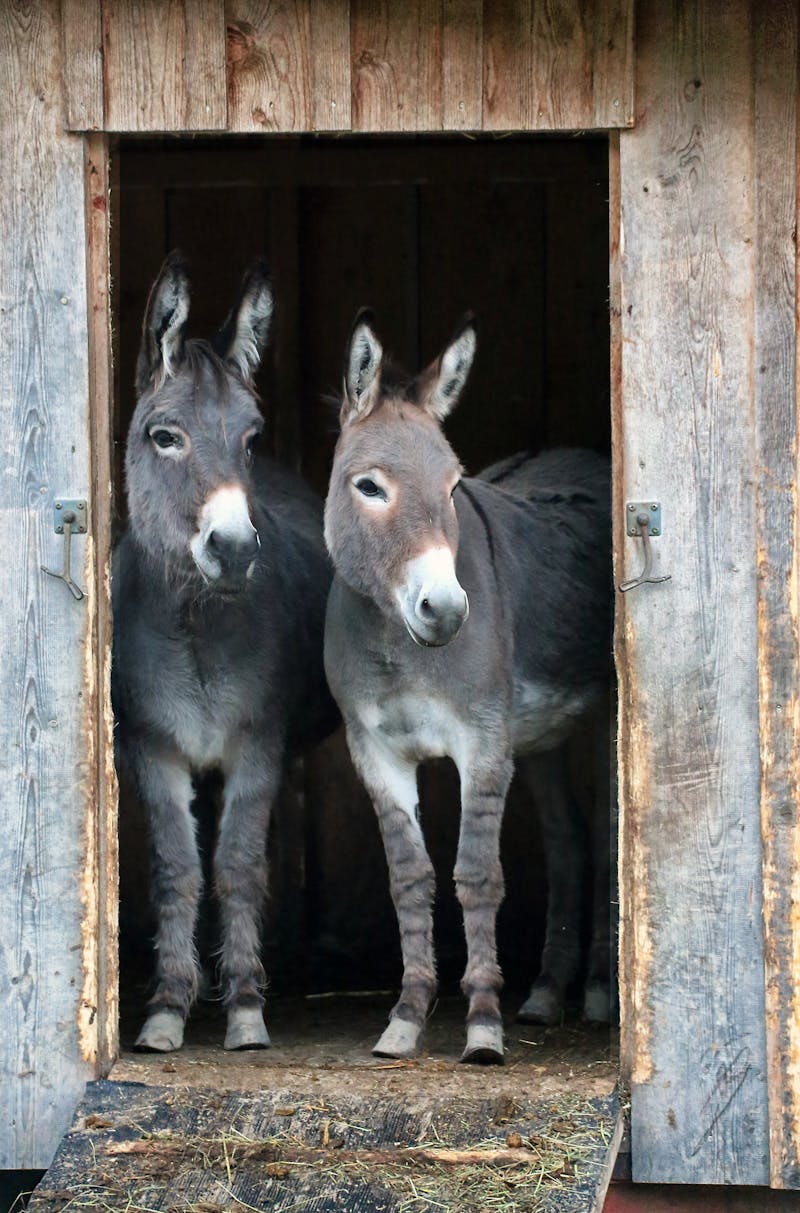 Donkeys Photos, Download The BEST Free Donkeys Stock Photos & HD Images