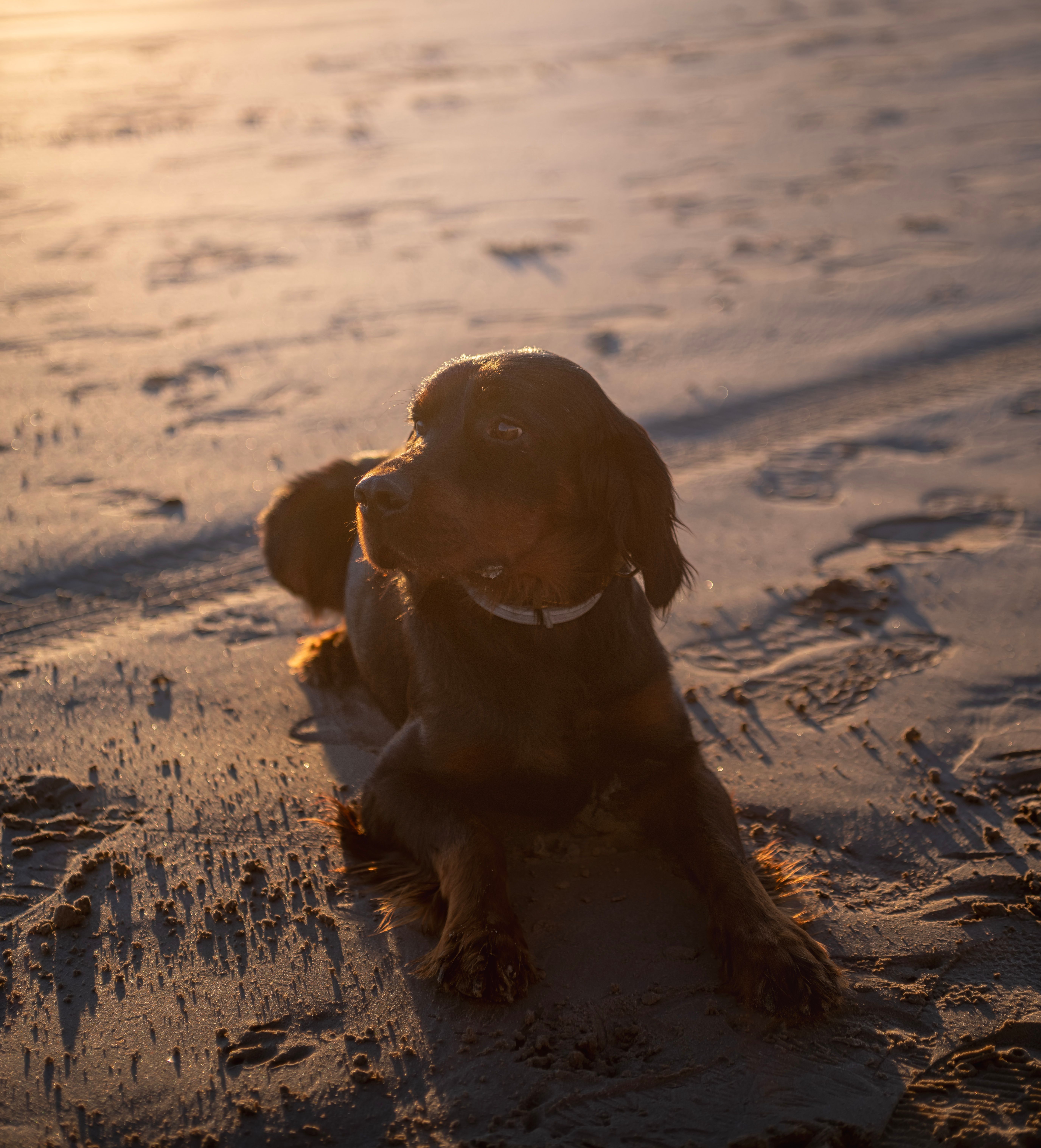 Dog relaxing on sandy beach at sunset · Free Stock Photo