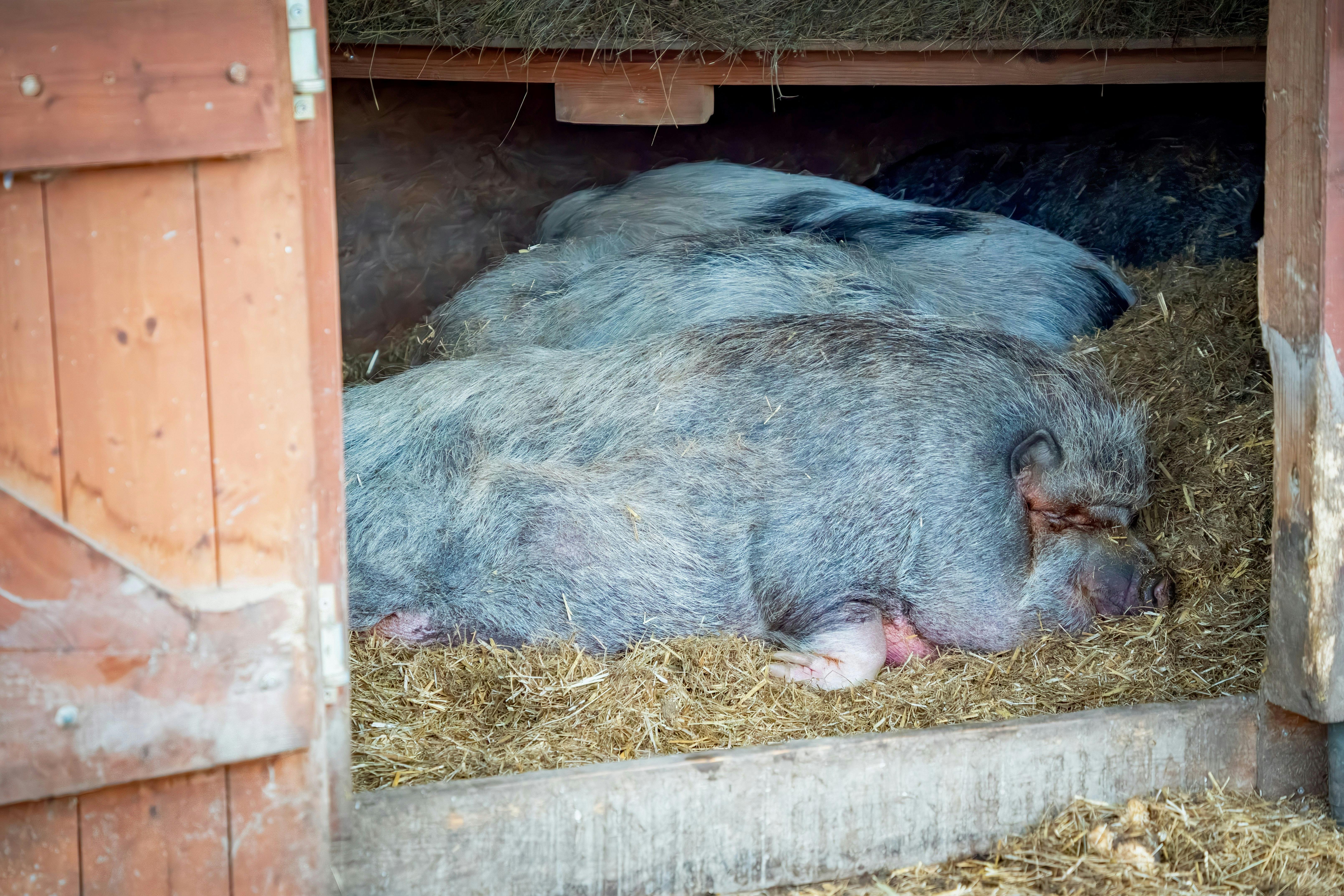 Sleeping Potbellied Pigs in a Cozy Farm Barn · Free Stock Photo