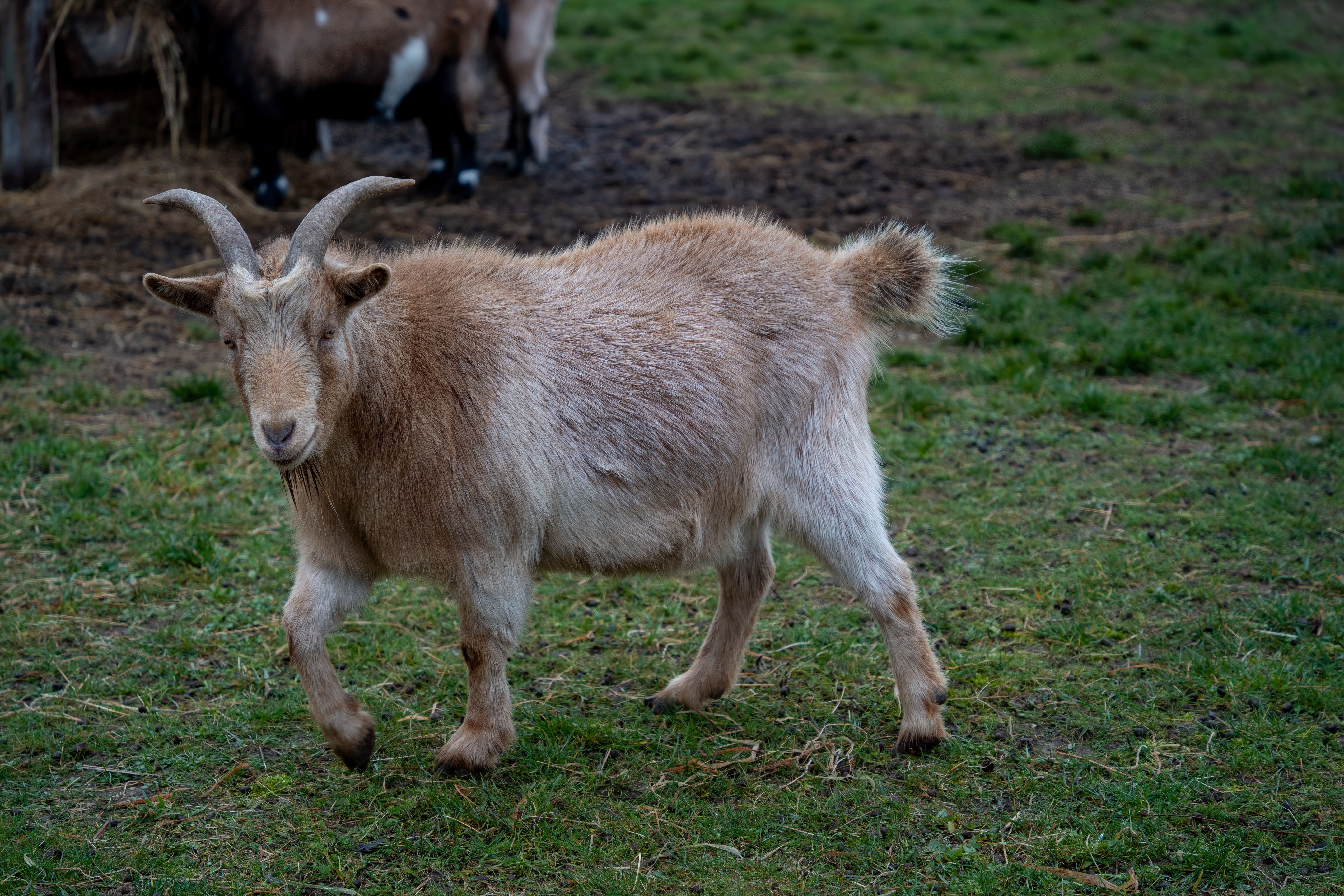 Four Legged Mammals Photos, Download The BEST Free Four Legged Mammals ...