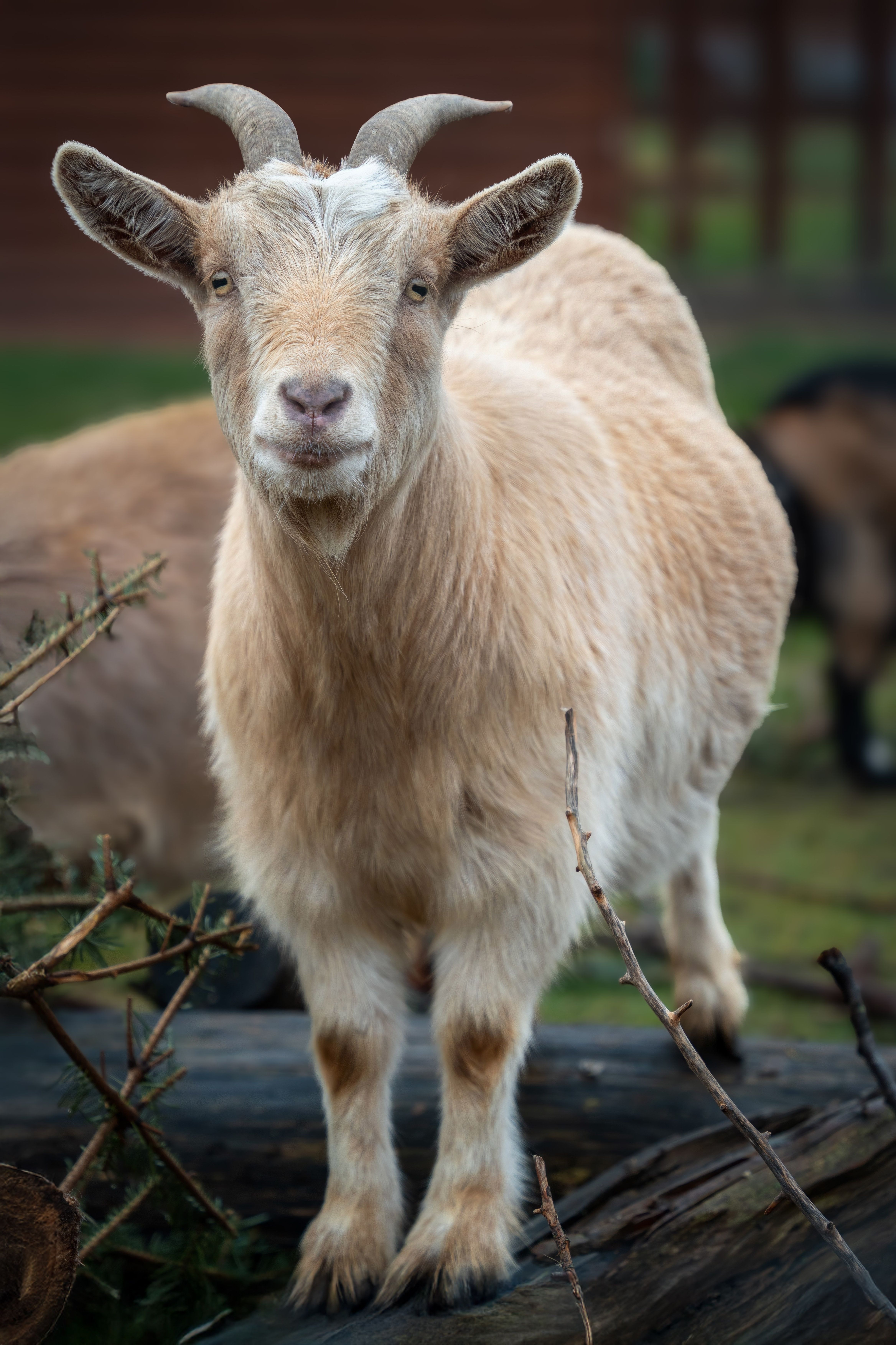 Charming Billy Goat on a Rustic Farm · Free Stock Photo