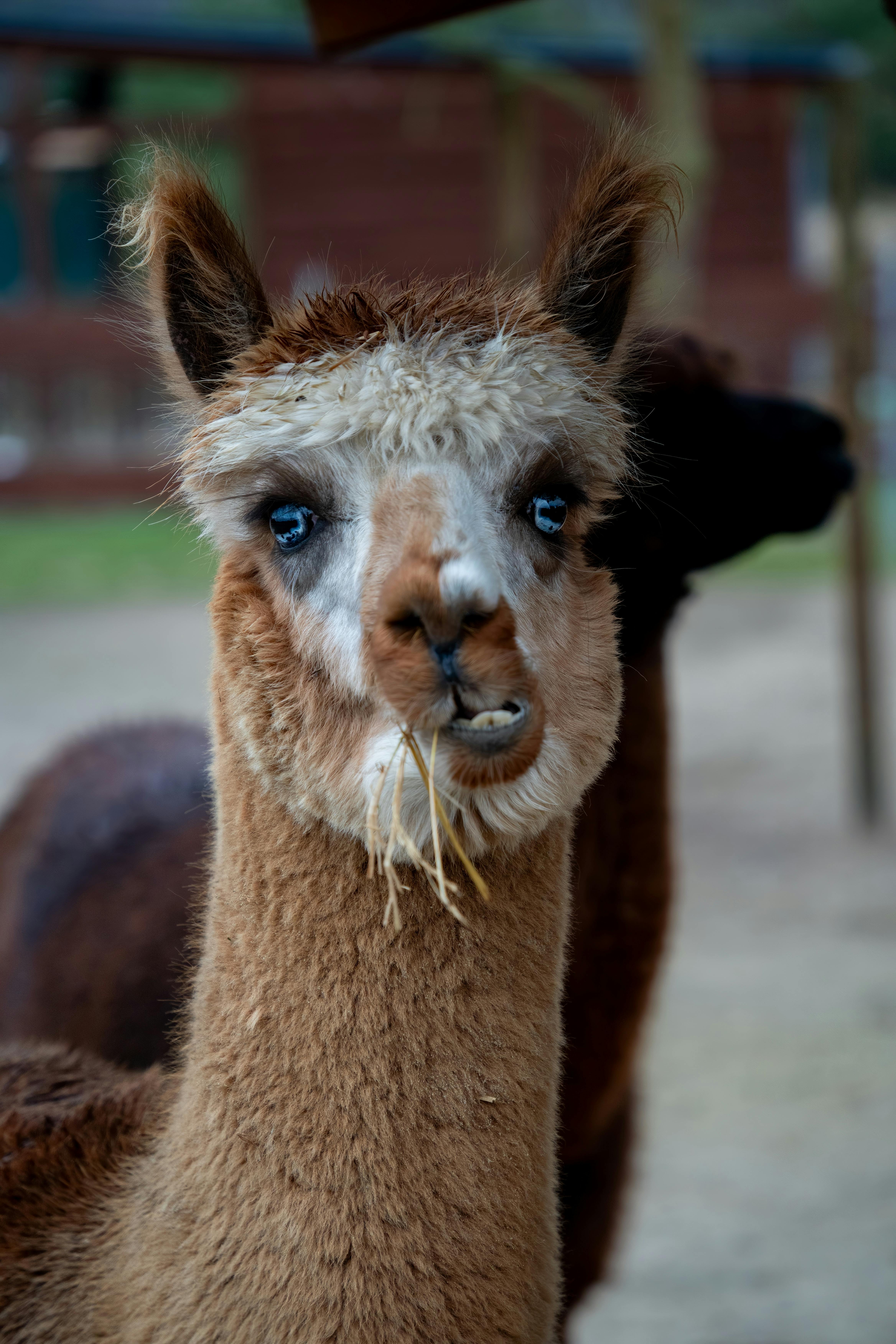 Charming Alpaca in Natural Habitat Close-up · Free Stock Photo