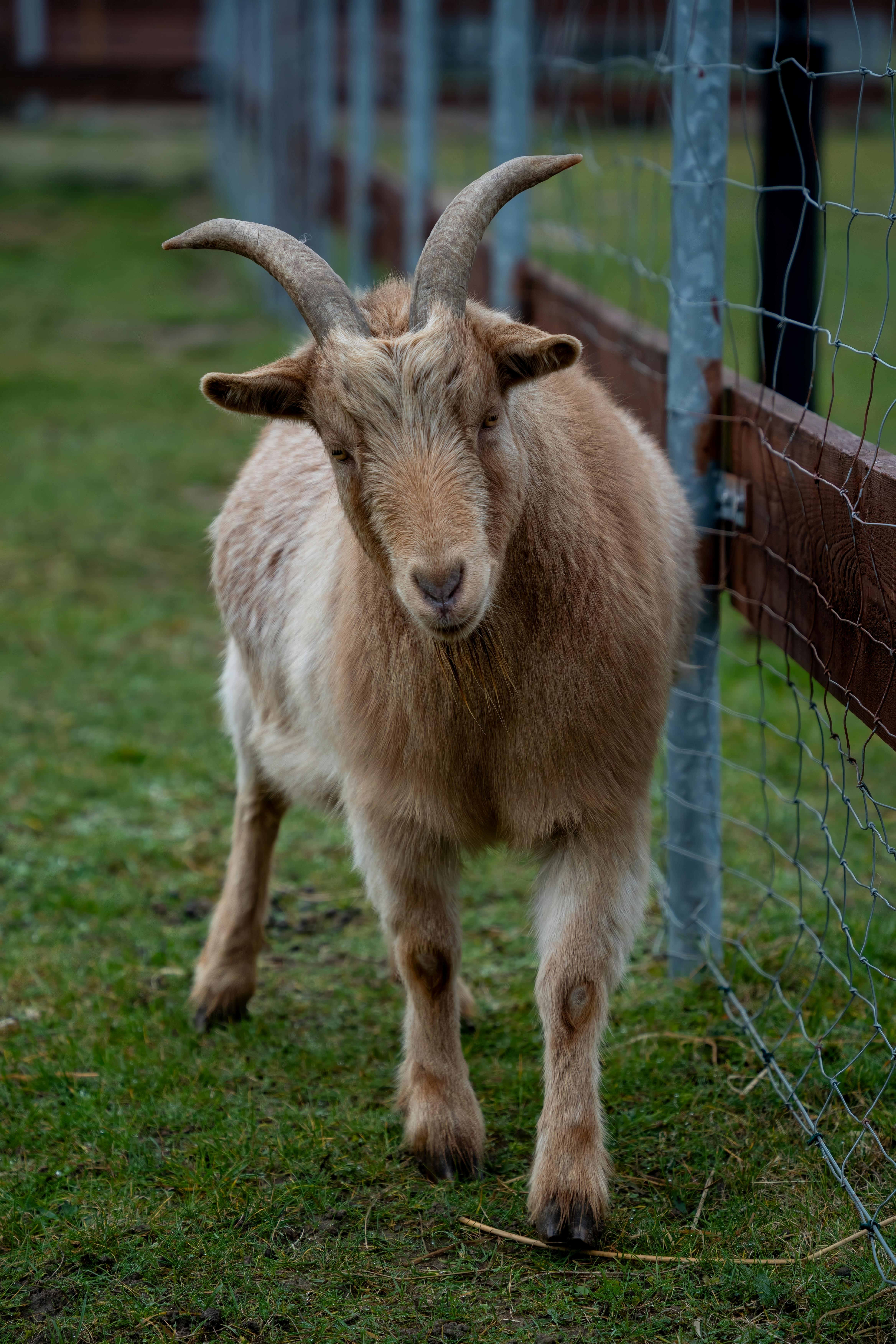 Curious Goat in Farm Pen Staring at Camera · Free Stock Photo