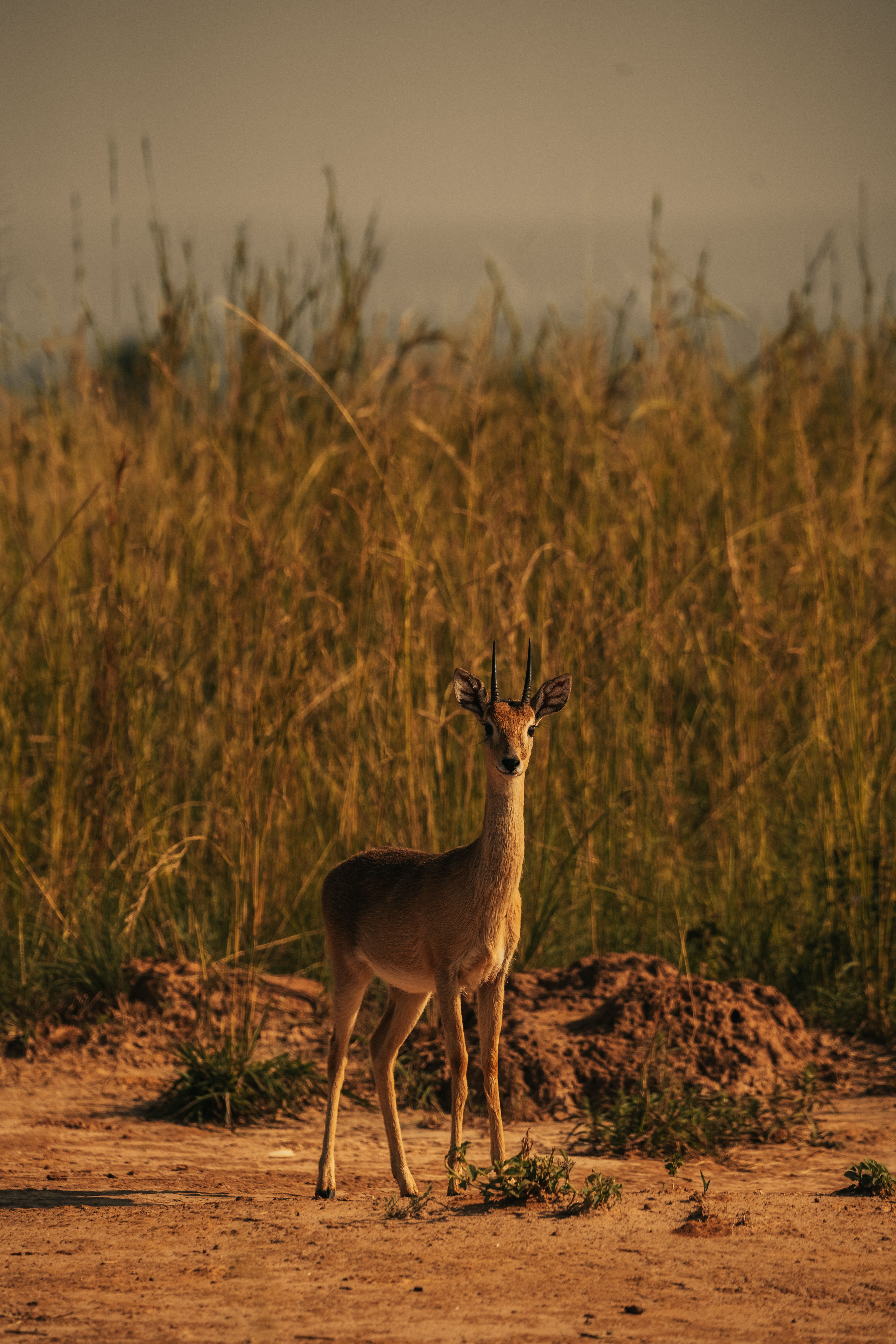 Young Antelope in Natural Habitat · Free Stock Photo