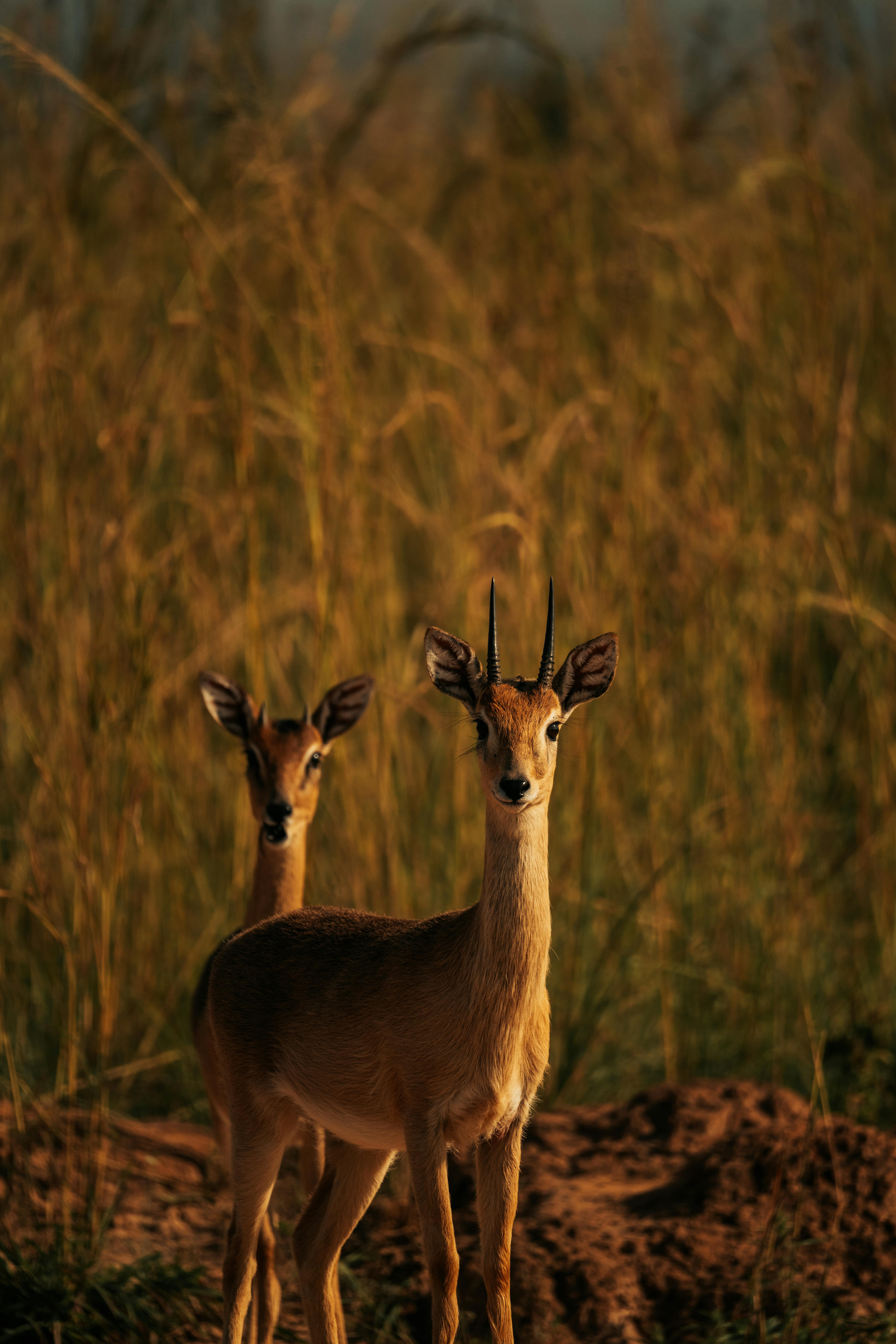 Oribi Photos, Download The BEST Free Oribi Stock Photos & HD Images