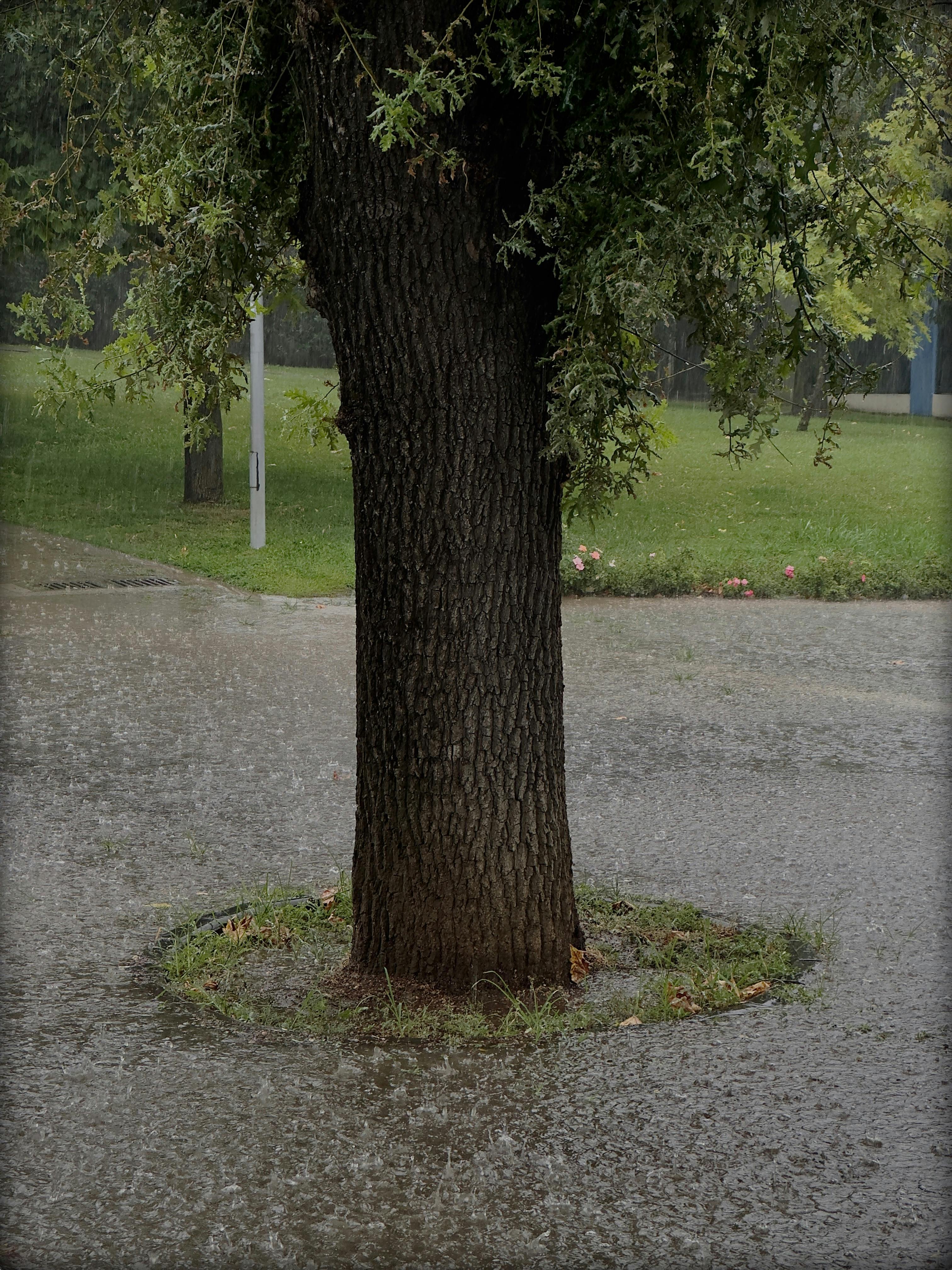 Rainy Day with Tree Trunk in Urban Park · Free Stock Photo