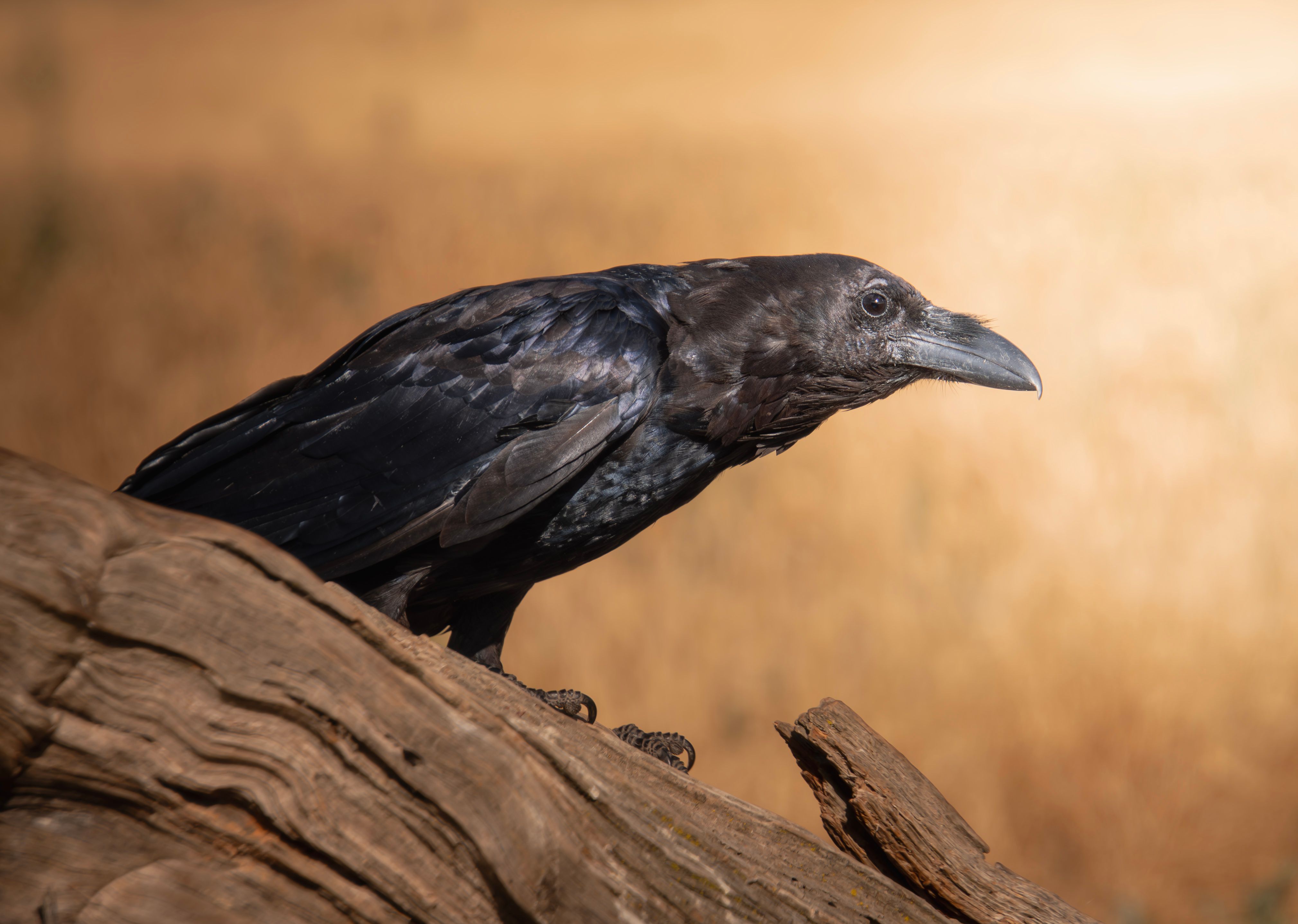 Close-up of a Raven Perched on a Tree Branch · Free Stock Photo