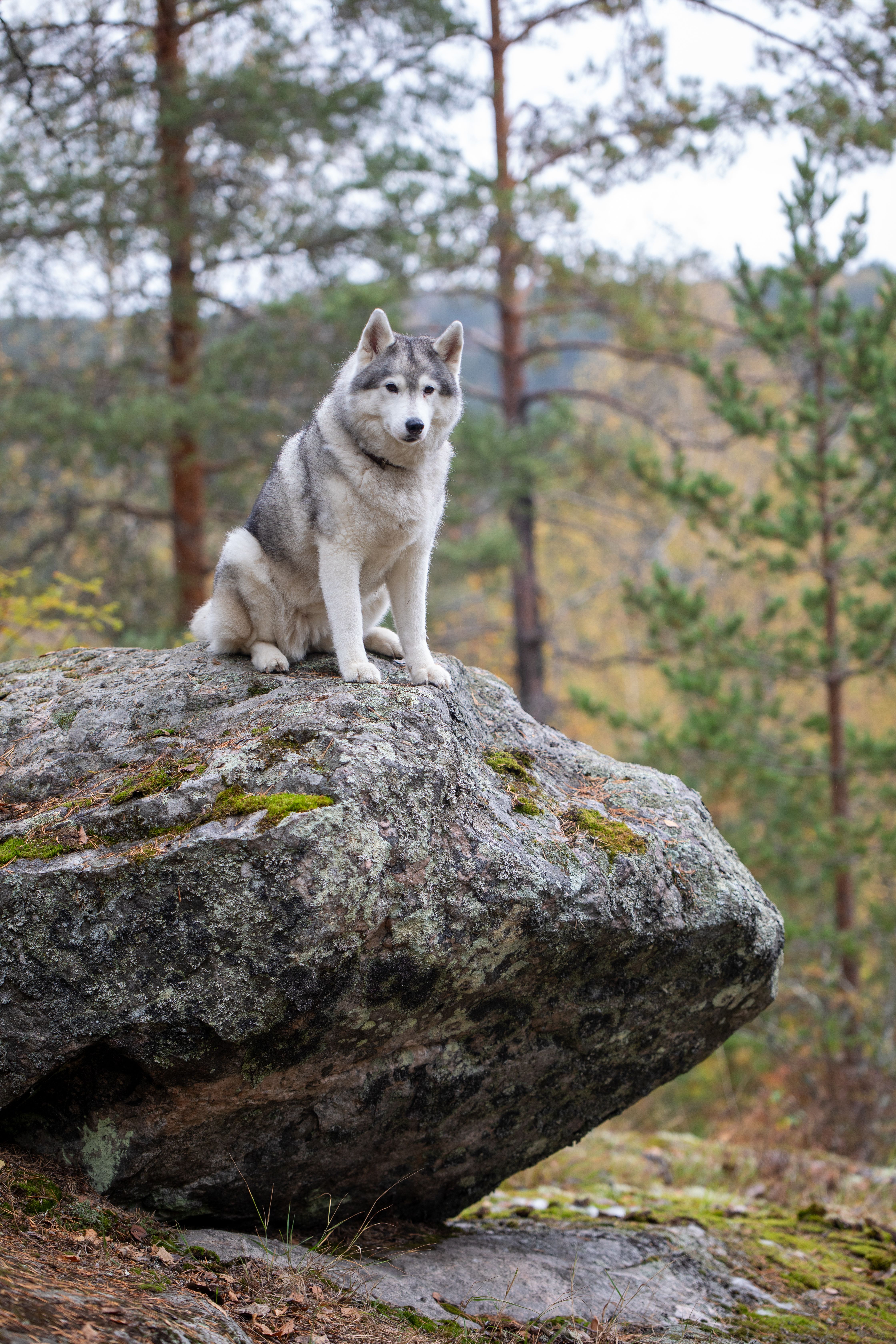 Siberian Husky Sitting on Rocky Outcrop in Forest · Free Stock Photo