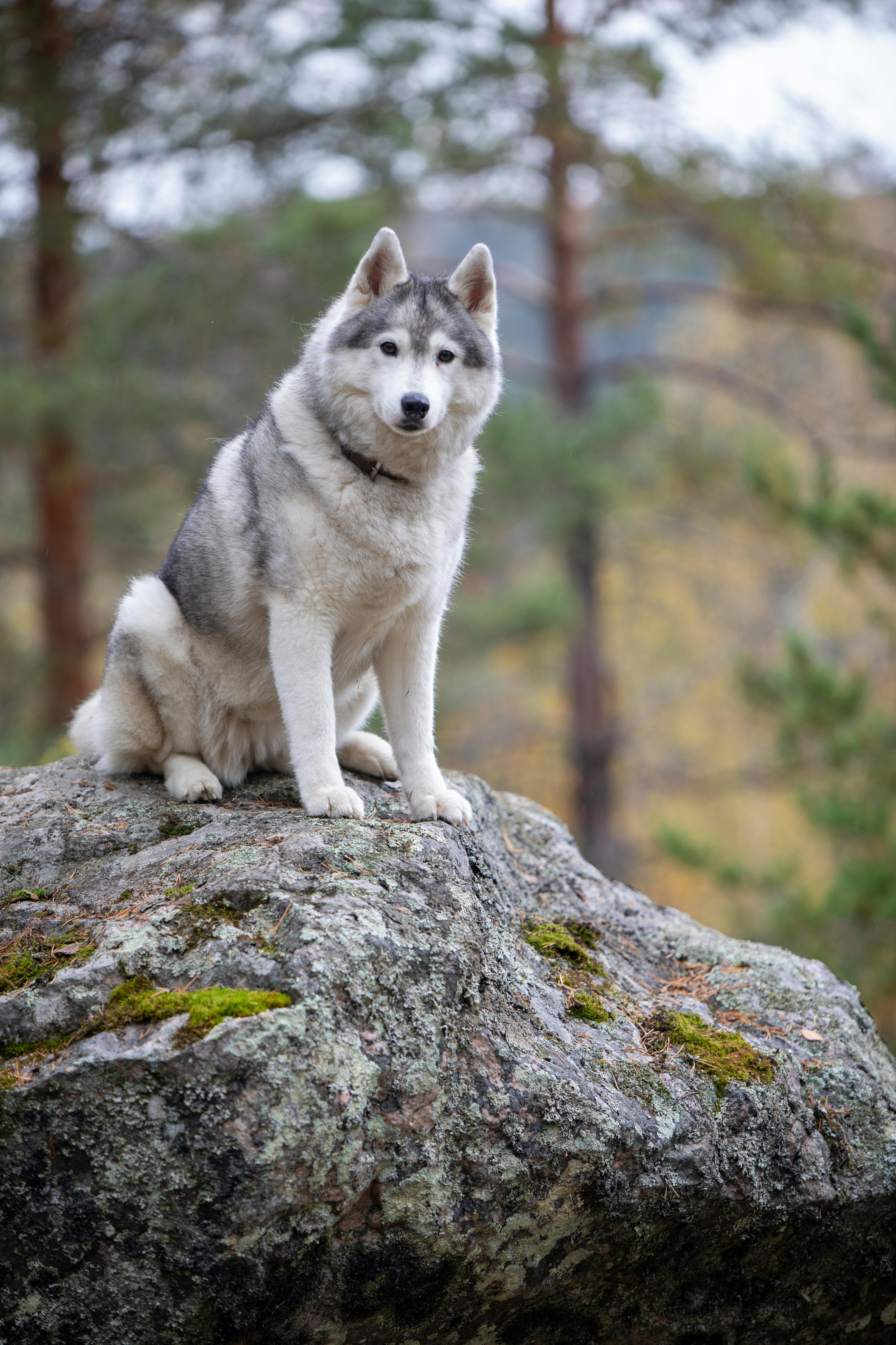 Siberian Husky Standing on a Forest Rock · Free Stock Photo