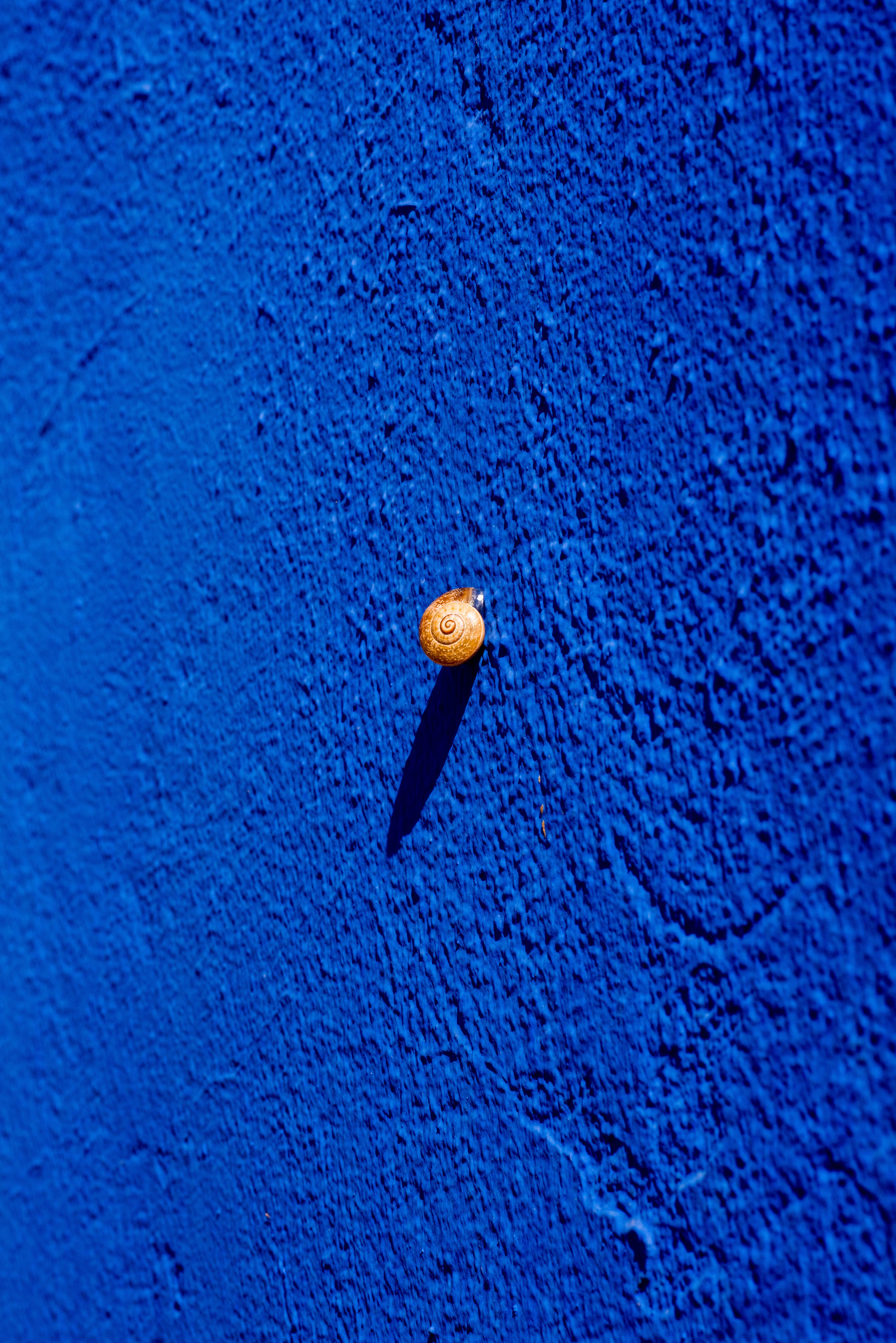 Tiny Snail on Vivid Blue Textured Wall · Free Stock Photo