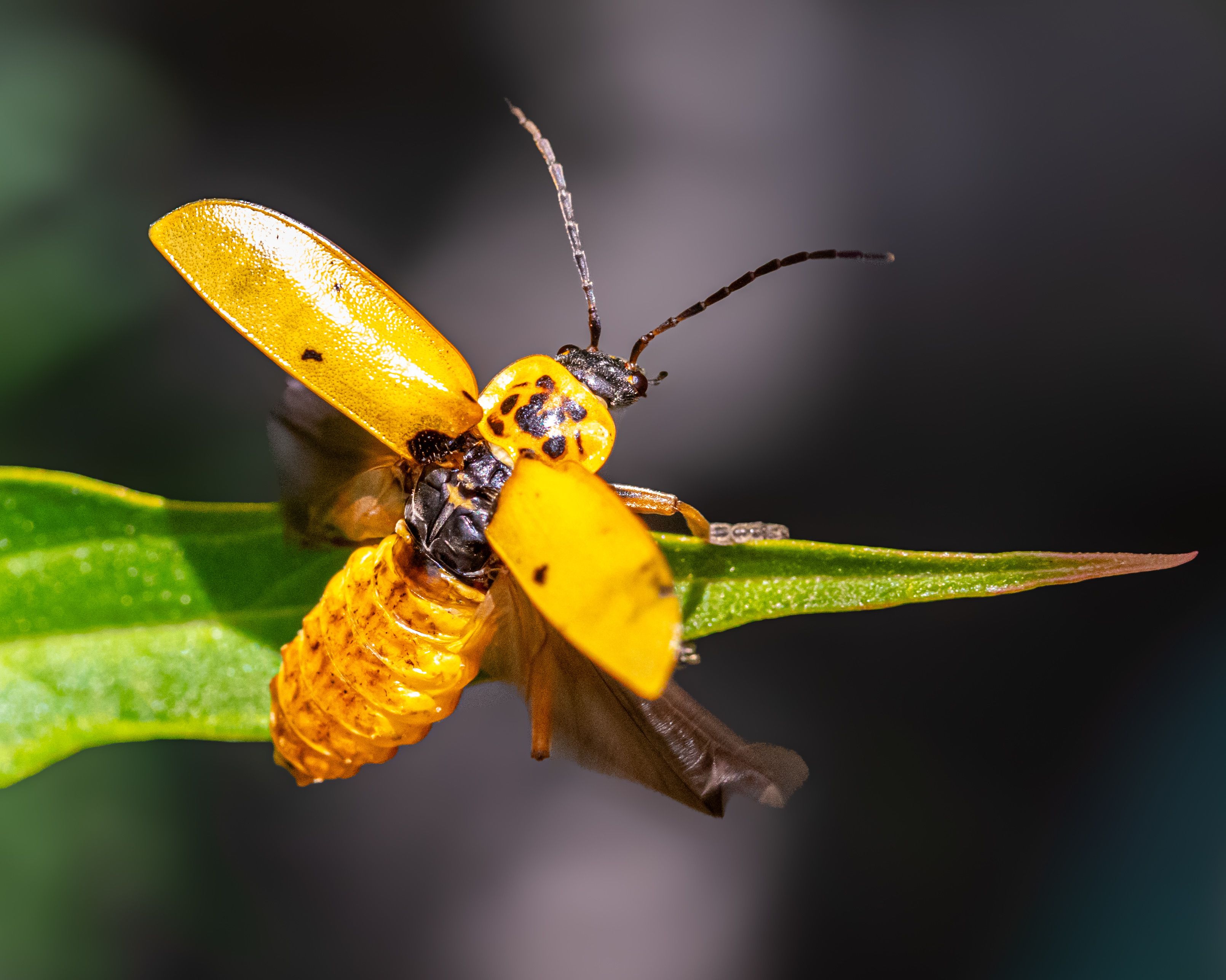 Bright Yellow Beetle on Leaf in São Paulo · Free Stock Photo