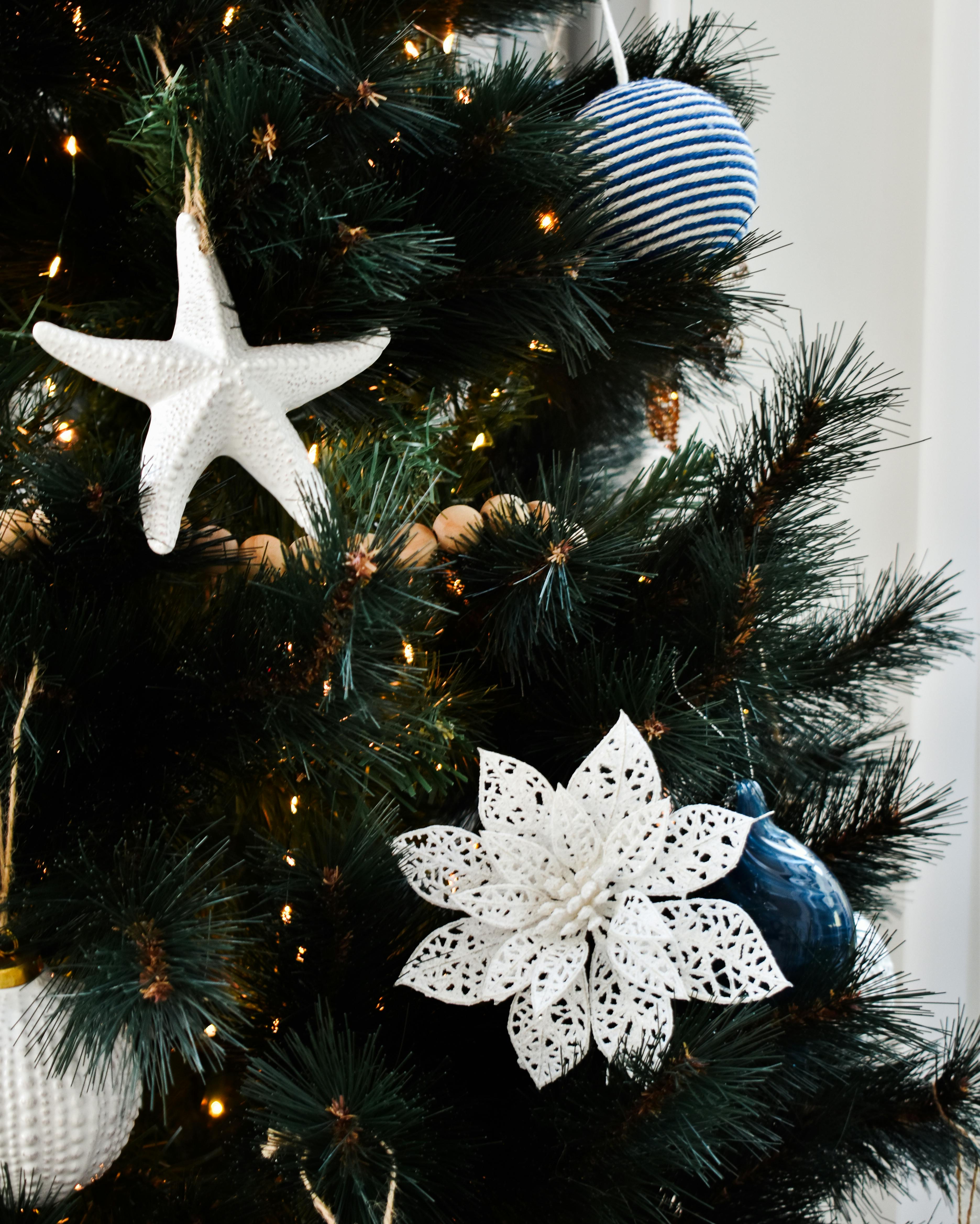 Luidia Superba Starfish Photos, Download The BEST Free Luidia Superba ...