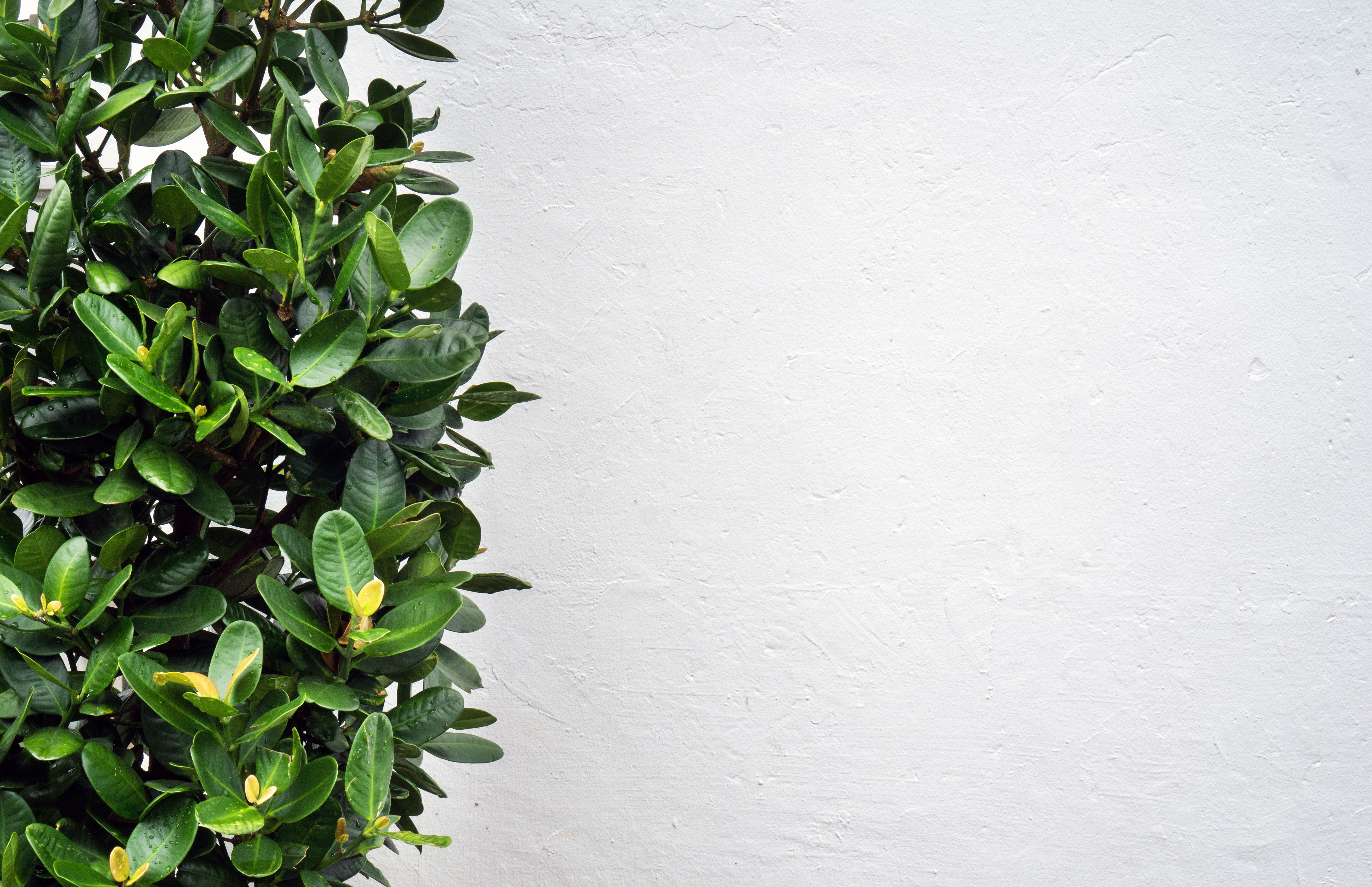 Lush Green Plant Against Minimalist Stucco Wall · Free Stock Photo