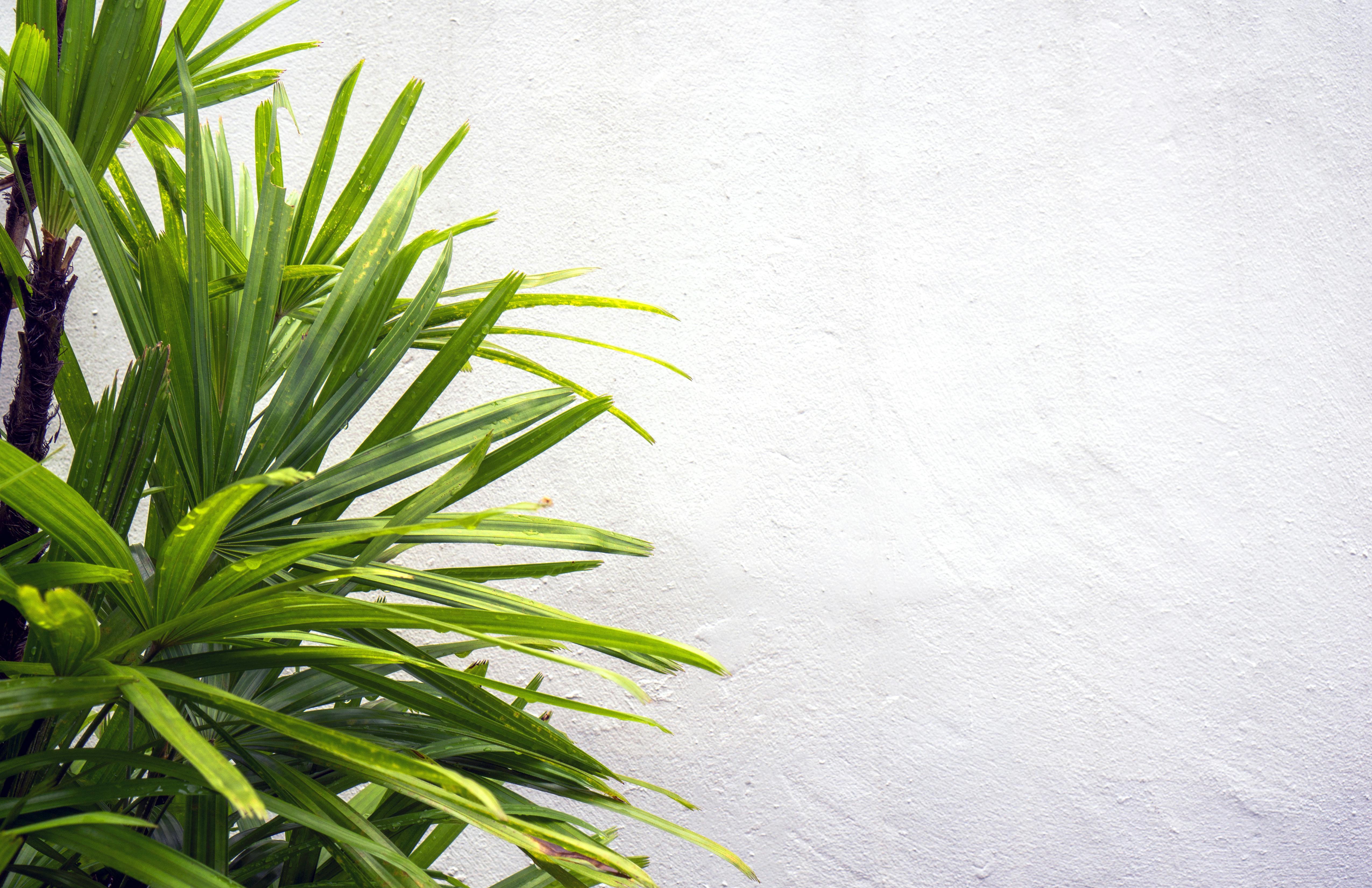 Tanaman Tropis Hijau Pada Latar Belakang Dinding Plesteran Putih · Foto ...