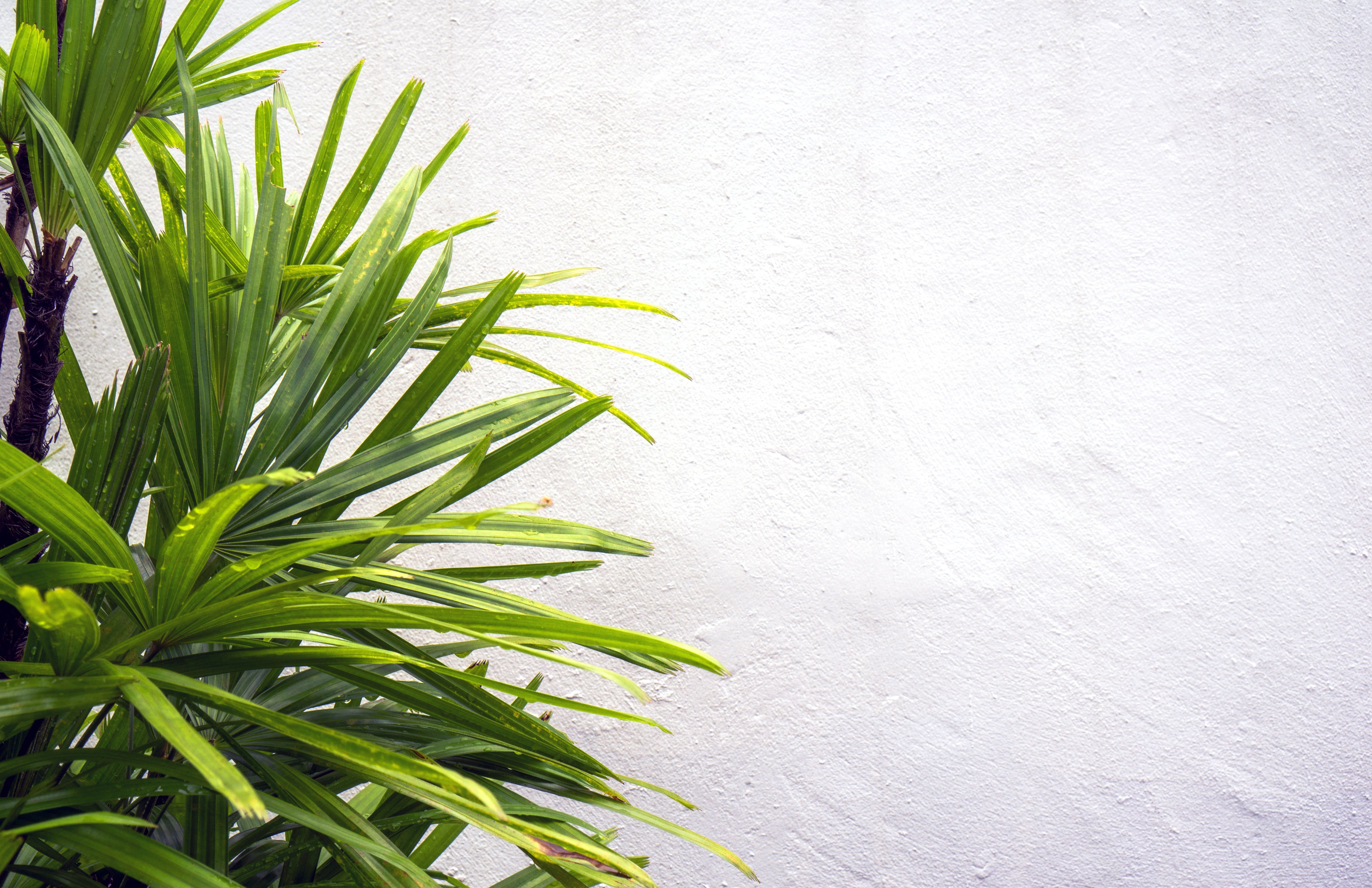 Vibrant Tropical Plant Against Plain Stucco Wall · Free Stock Photo