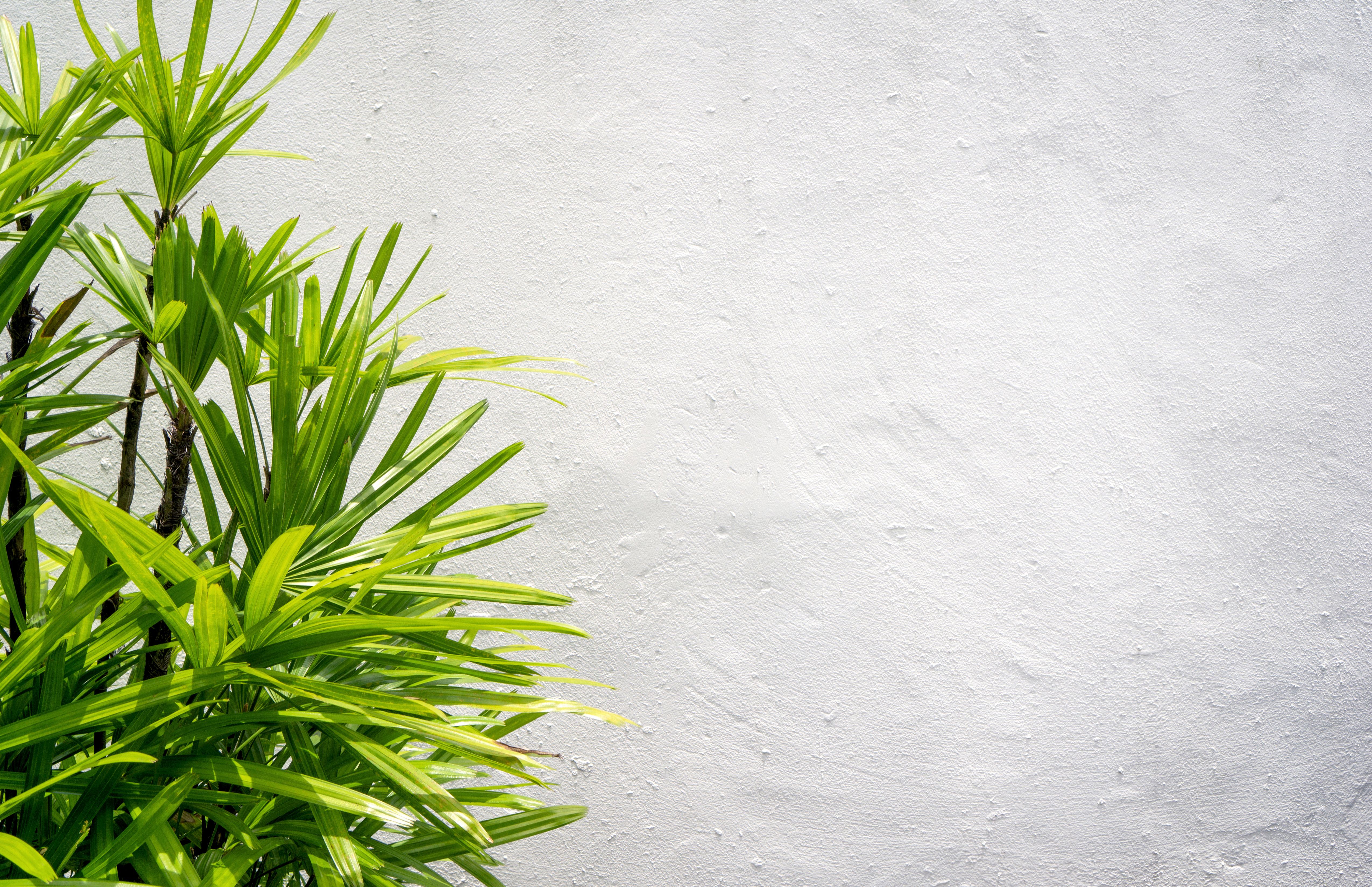 Tropical Plant Against White Stucco Wall · Free Stock Photo