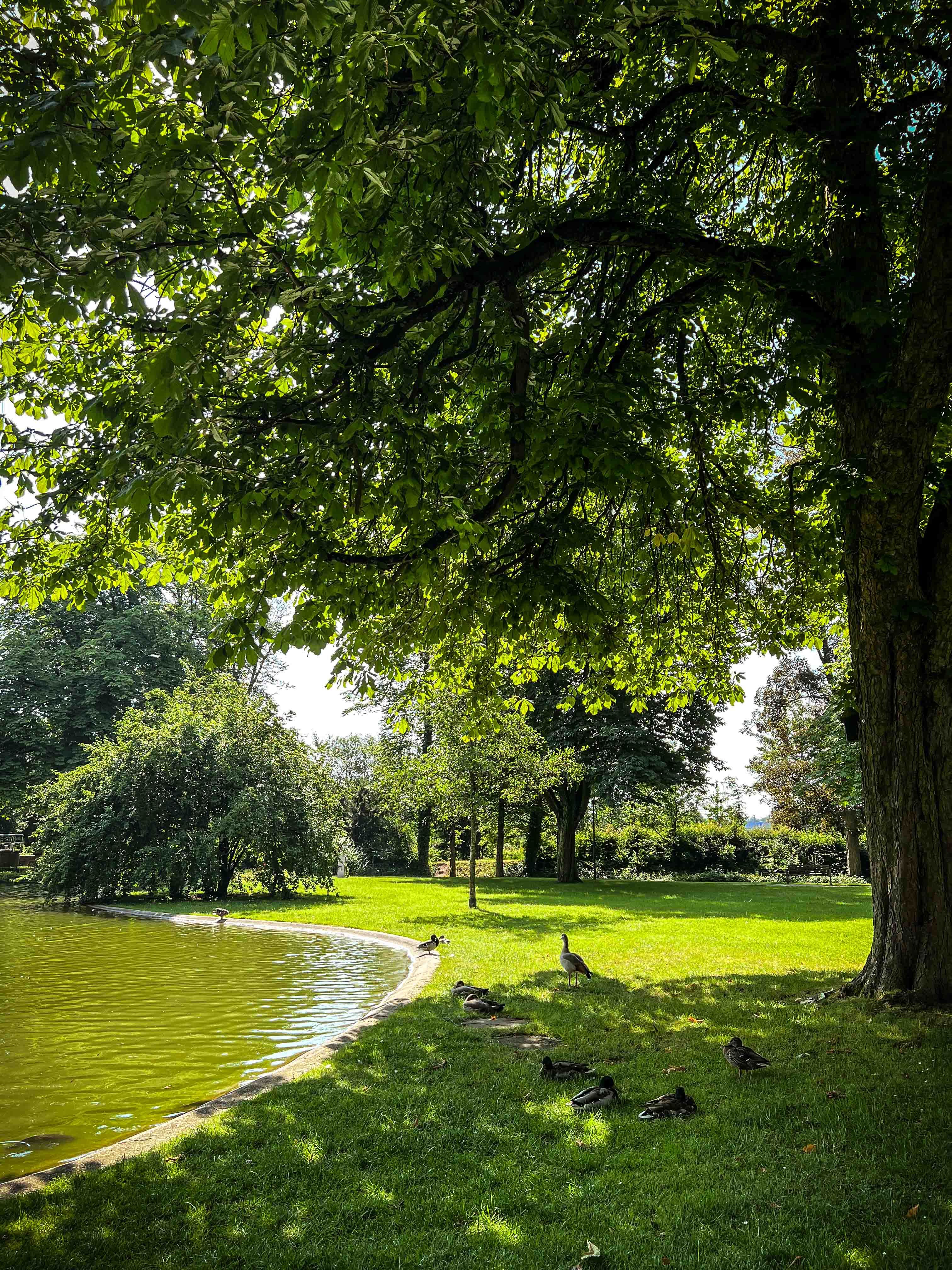 Tranquil Park Scene with Ducks by Pond · Free Stock Photo