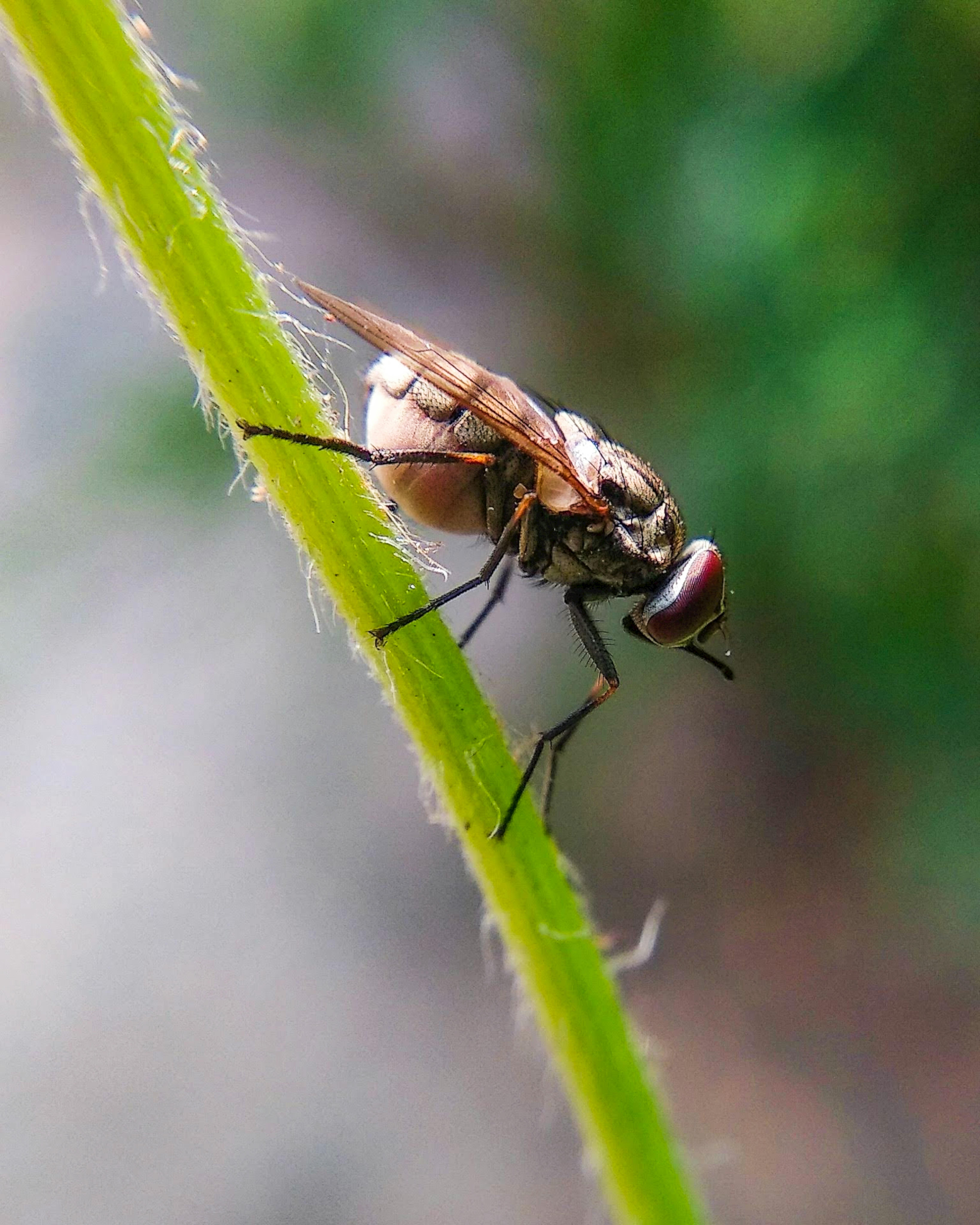 Foto Macro De Uma Mosca Doméstica Comum Em Uma Folha De Grama · Foto ...