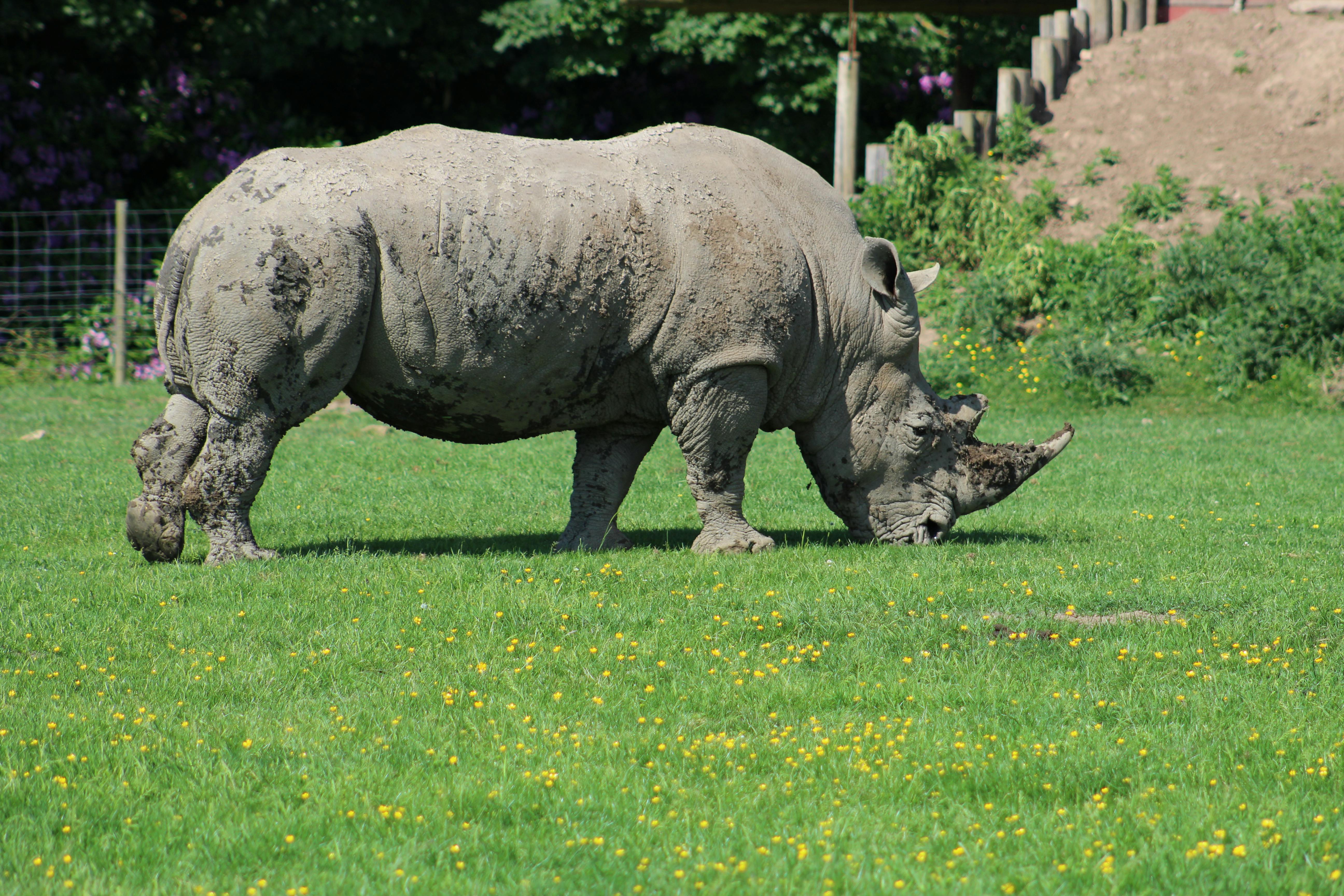 Javan Rhino Shit Photos, Download The BEST Free Javan Rhino Shit Stock ...