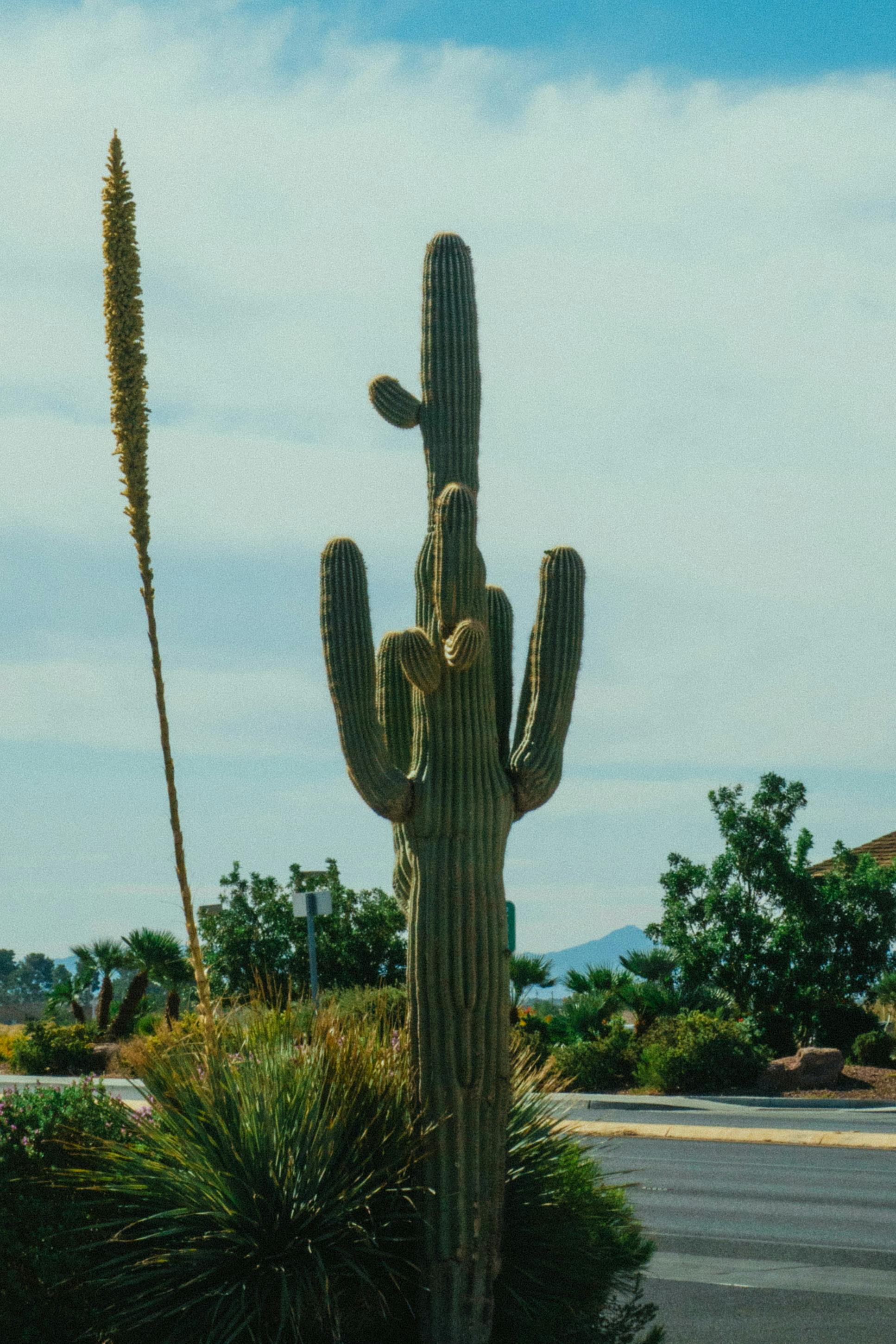 Cactus Plant Beside Road · Free Stock Photo