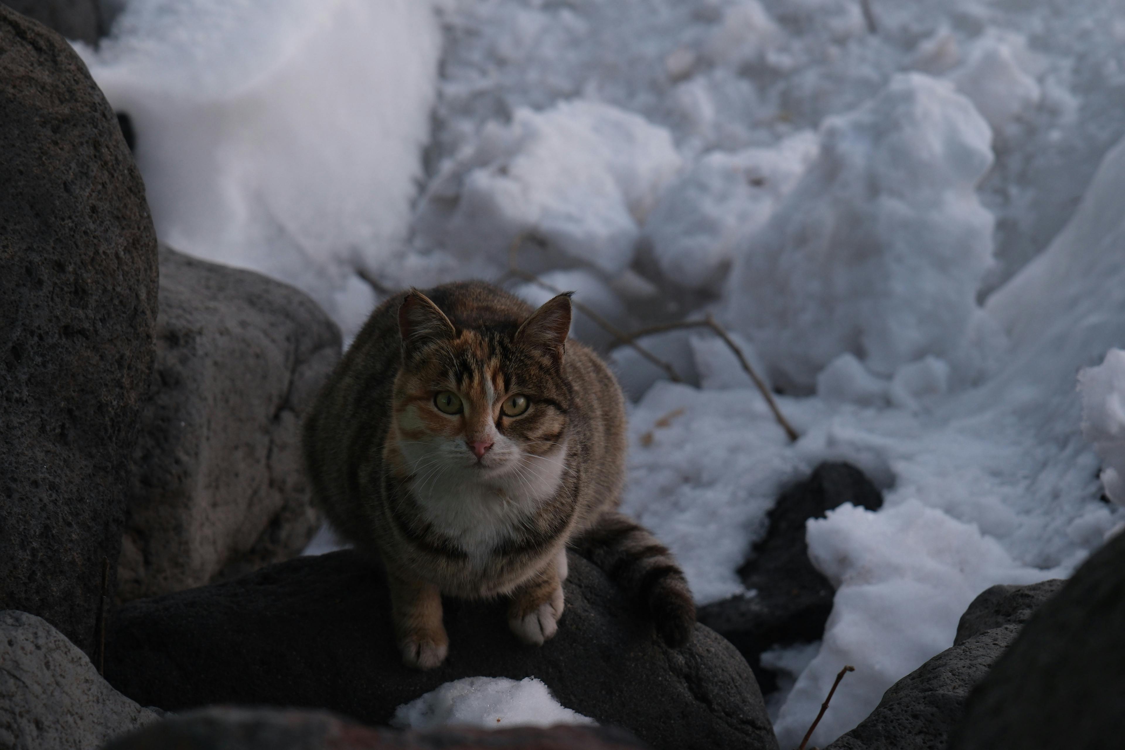 Frozen Cat Photos, Download The BEST Free Frozen Cat Stock Photos & HD ...