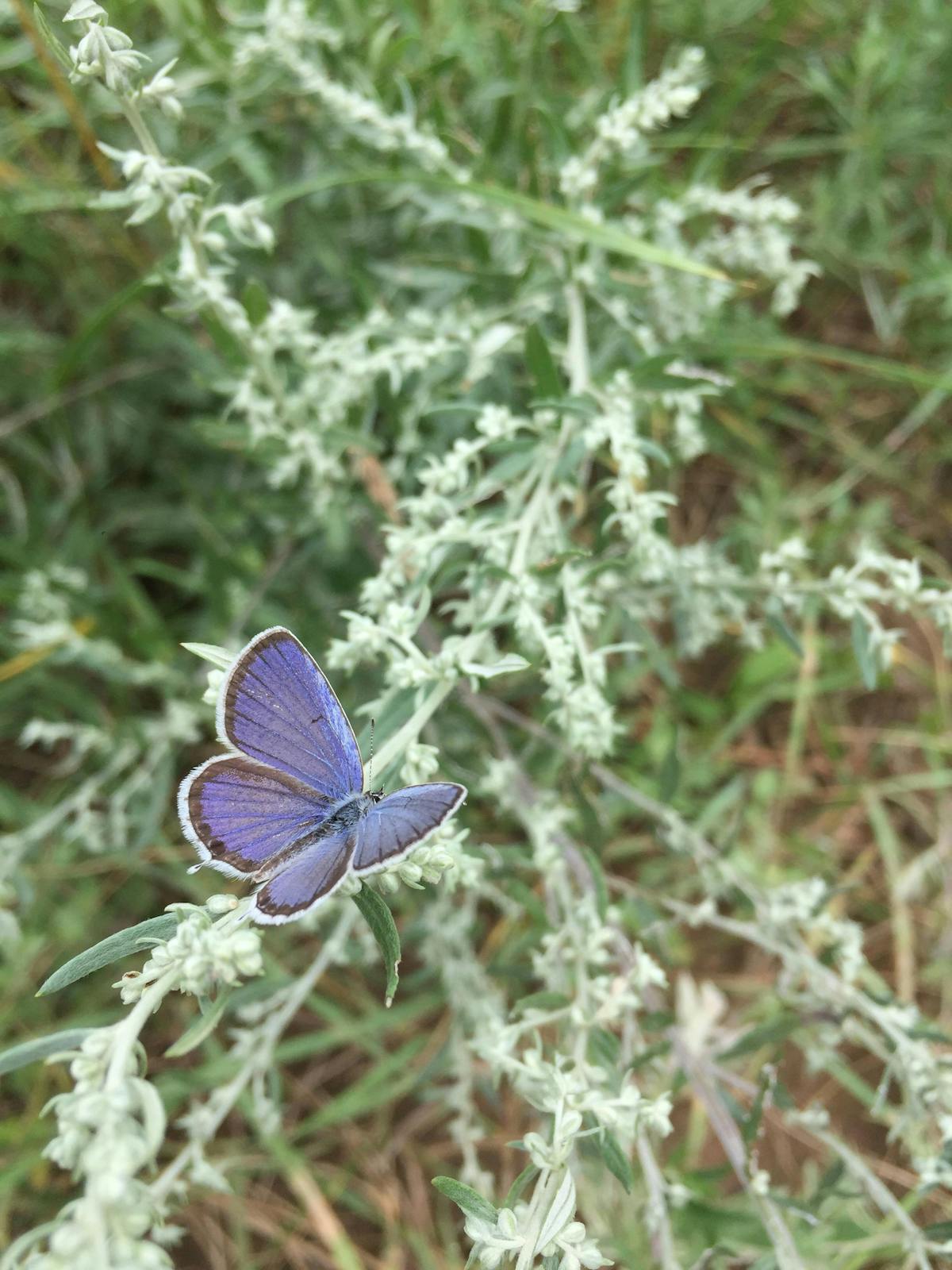 Blue Butterfly Photos, Download The BEST Free Blue Butterfly Stock ...
