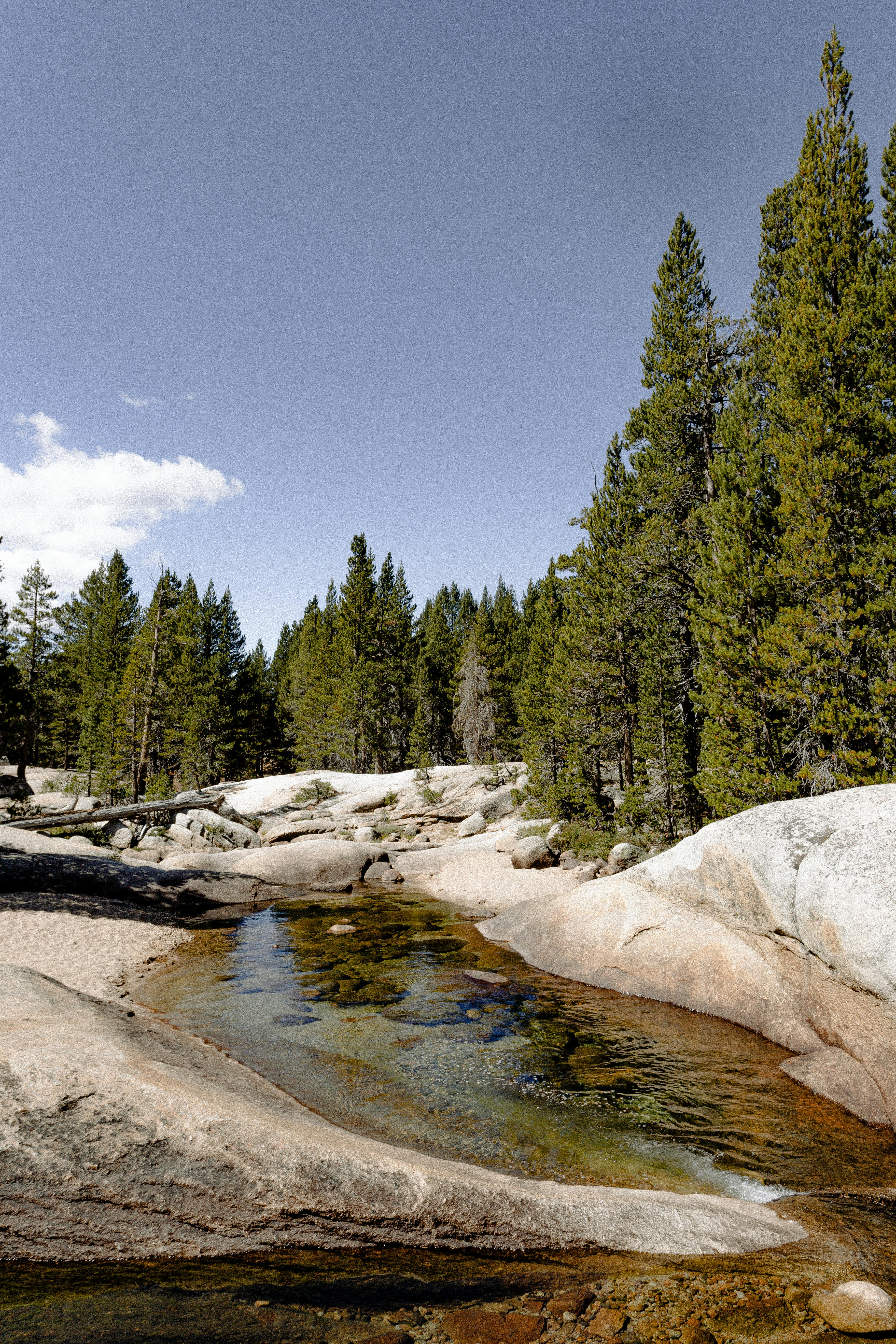 Pine Trees And River · Free Stock Photo