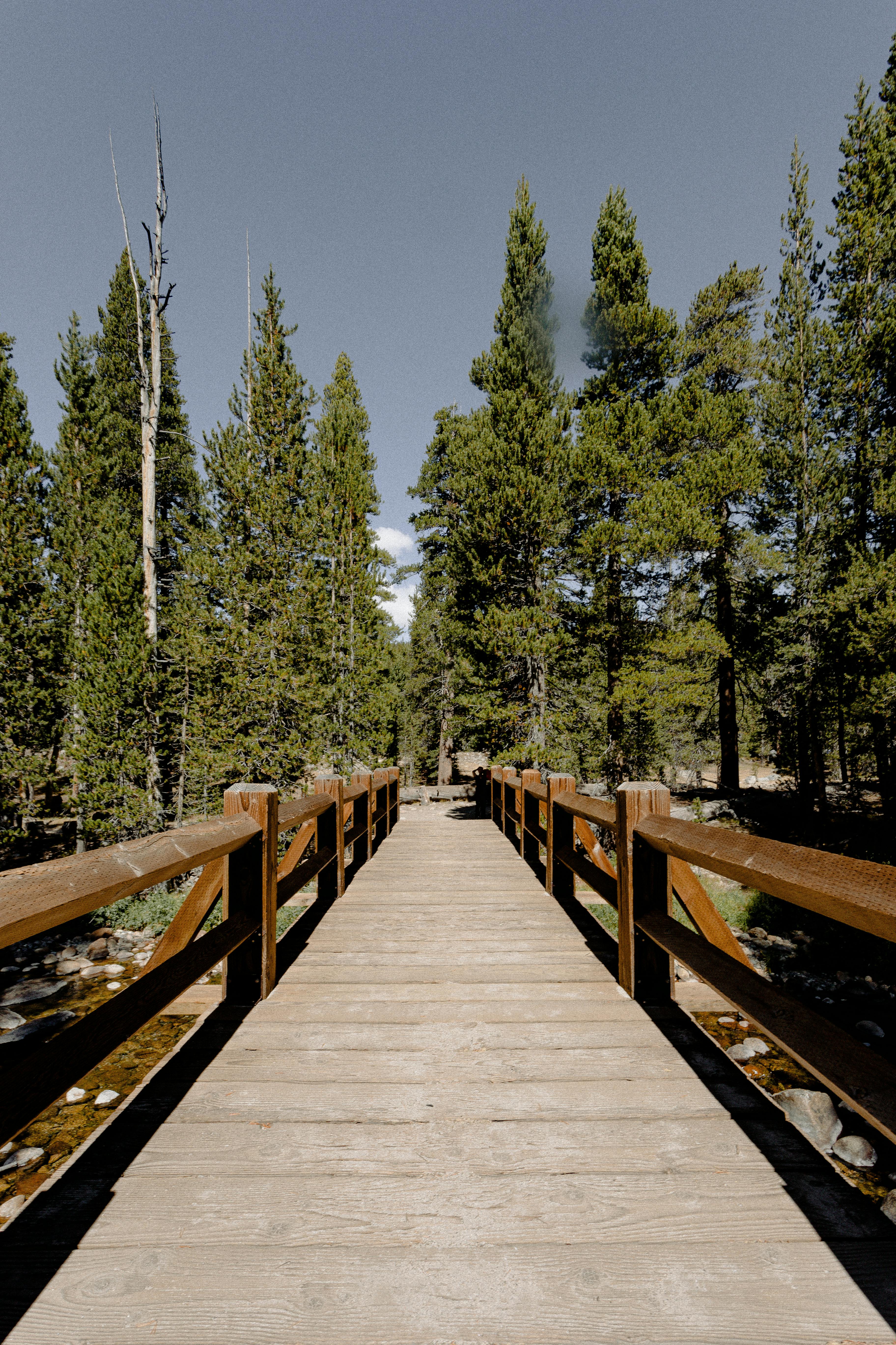 Brown Wooden Boardwalk · Free Stock Photo