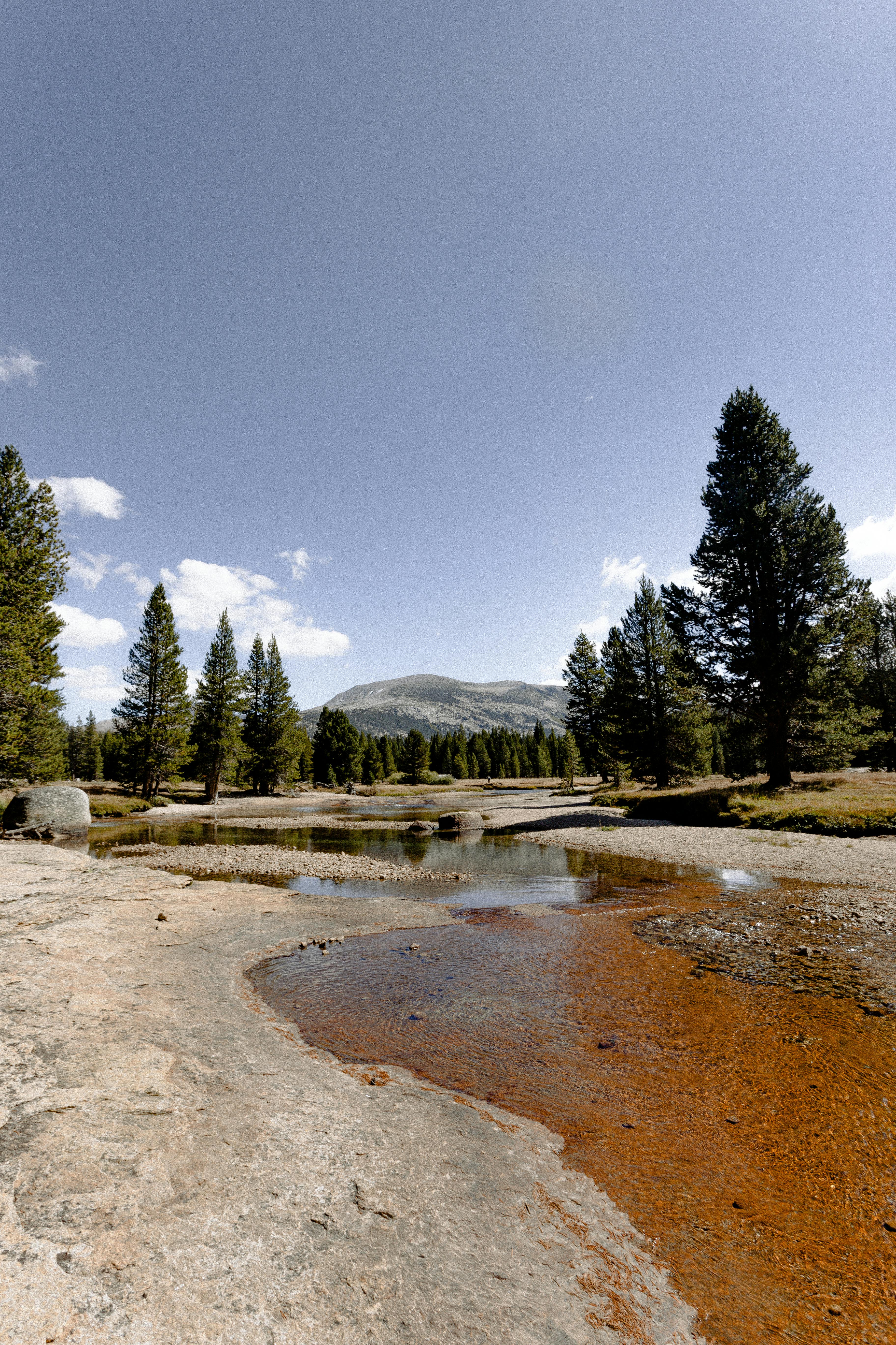River Beside Trees · Free Stock Photo